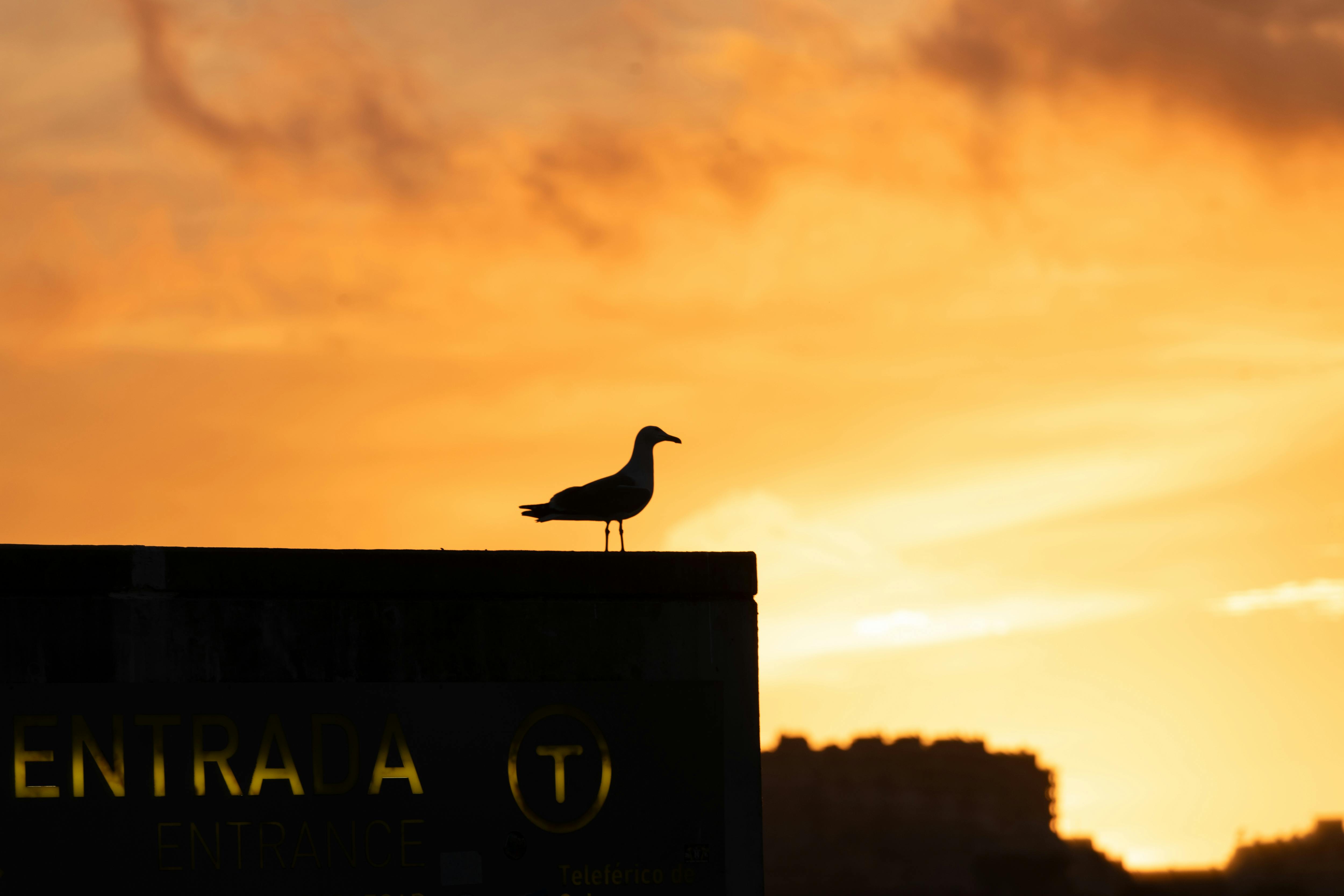 Silhouette of Seagull at Dusk · Free Stock Photo