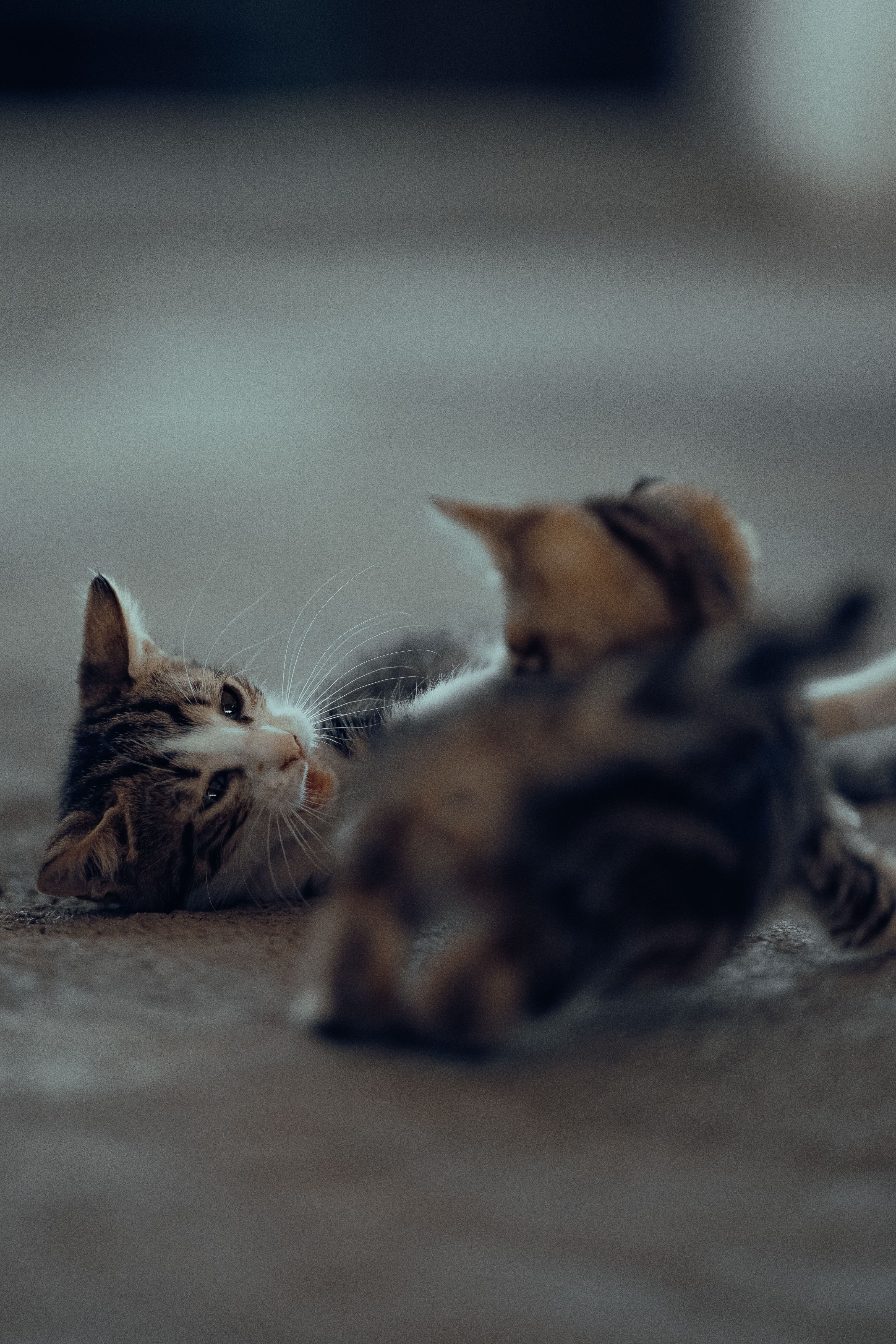 Little Cats Playing on a Floor · Free Stock Photo