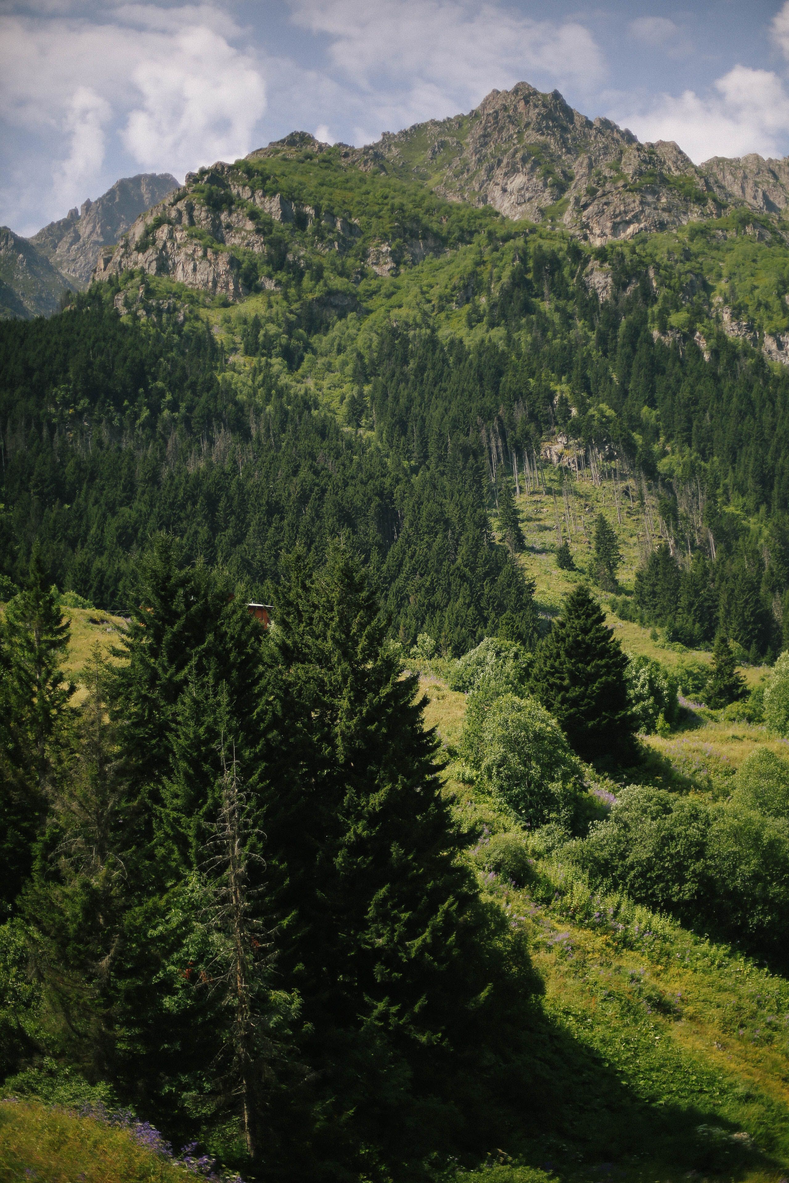 Forested Mountains Photos, Download The BEST Free Forested Mountains ...