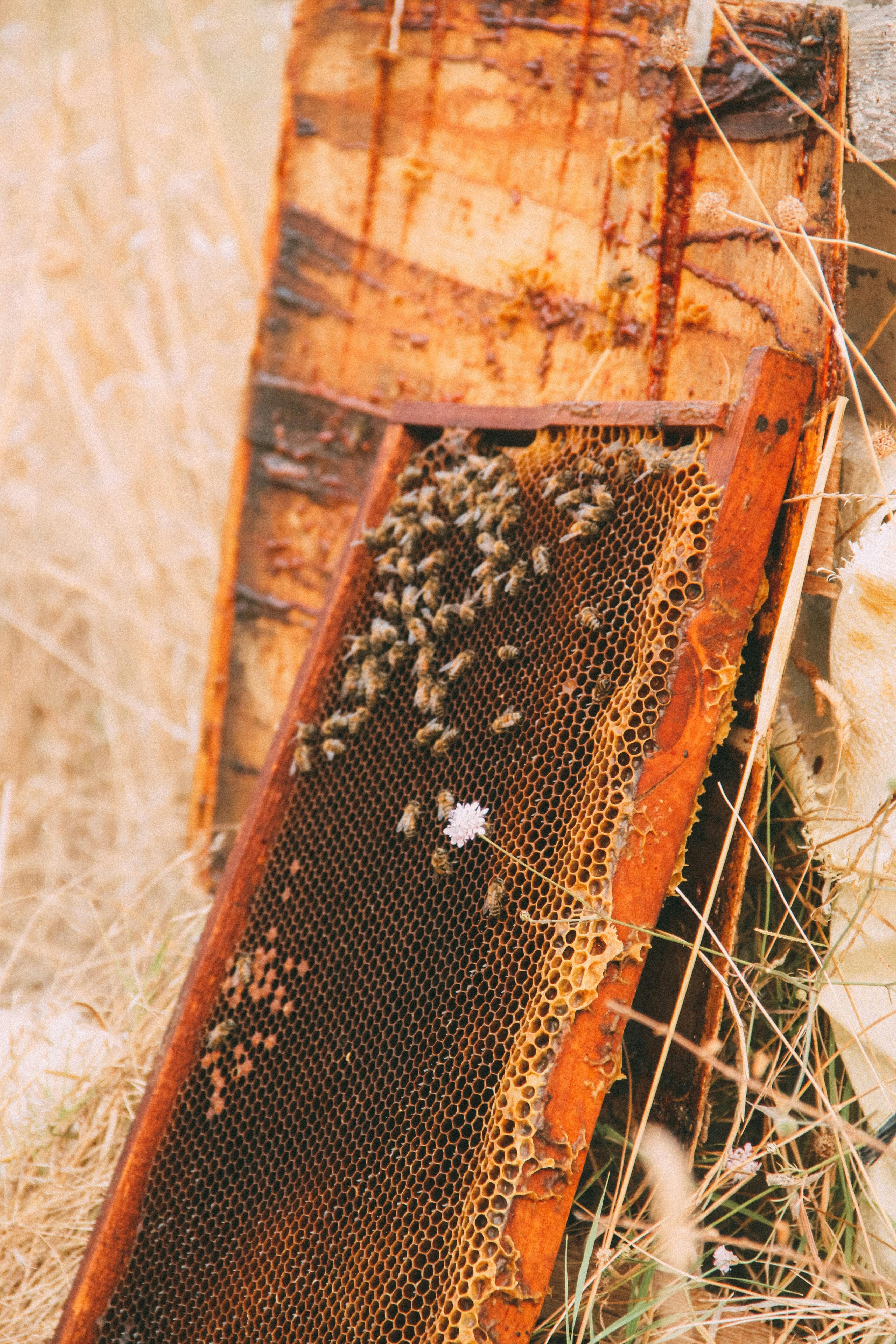 Bees Textures Photos, Download The BEST Free Bees Textures Stock Photos ...