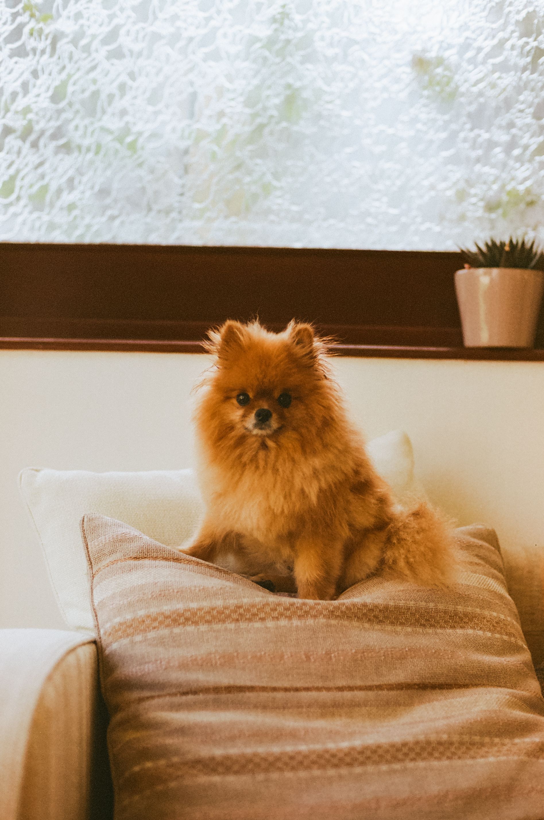 Booster Pillow Photos, Download The BEST Free Booster Pillow Stock ...