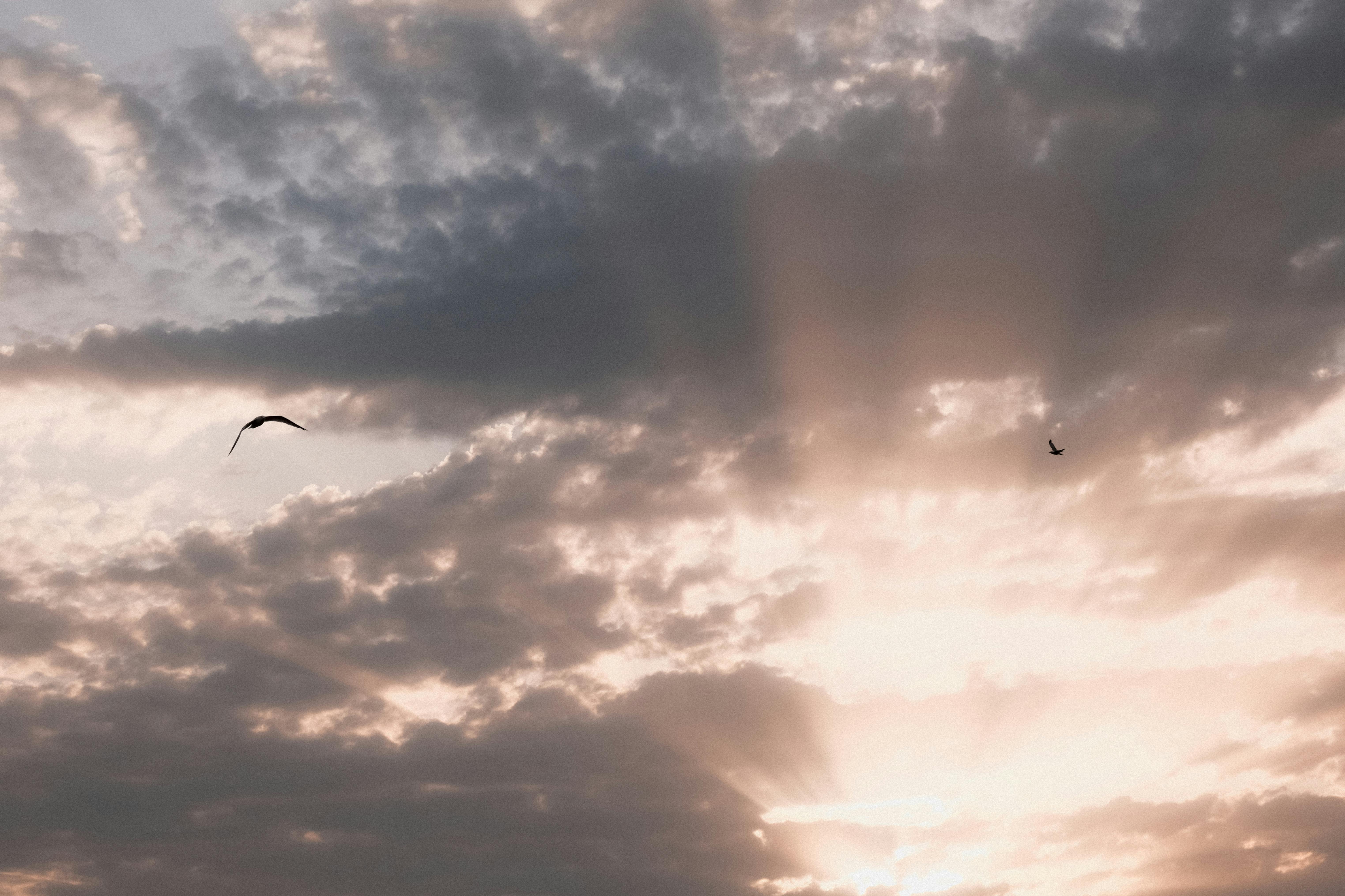 Birds Flying Under a Sky · Free Stock Photo
