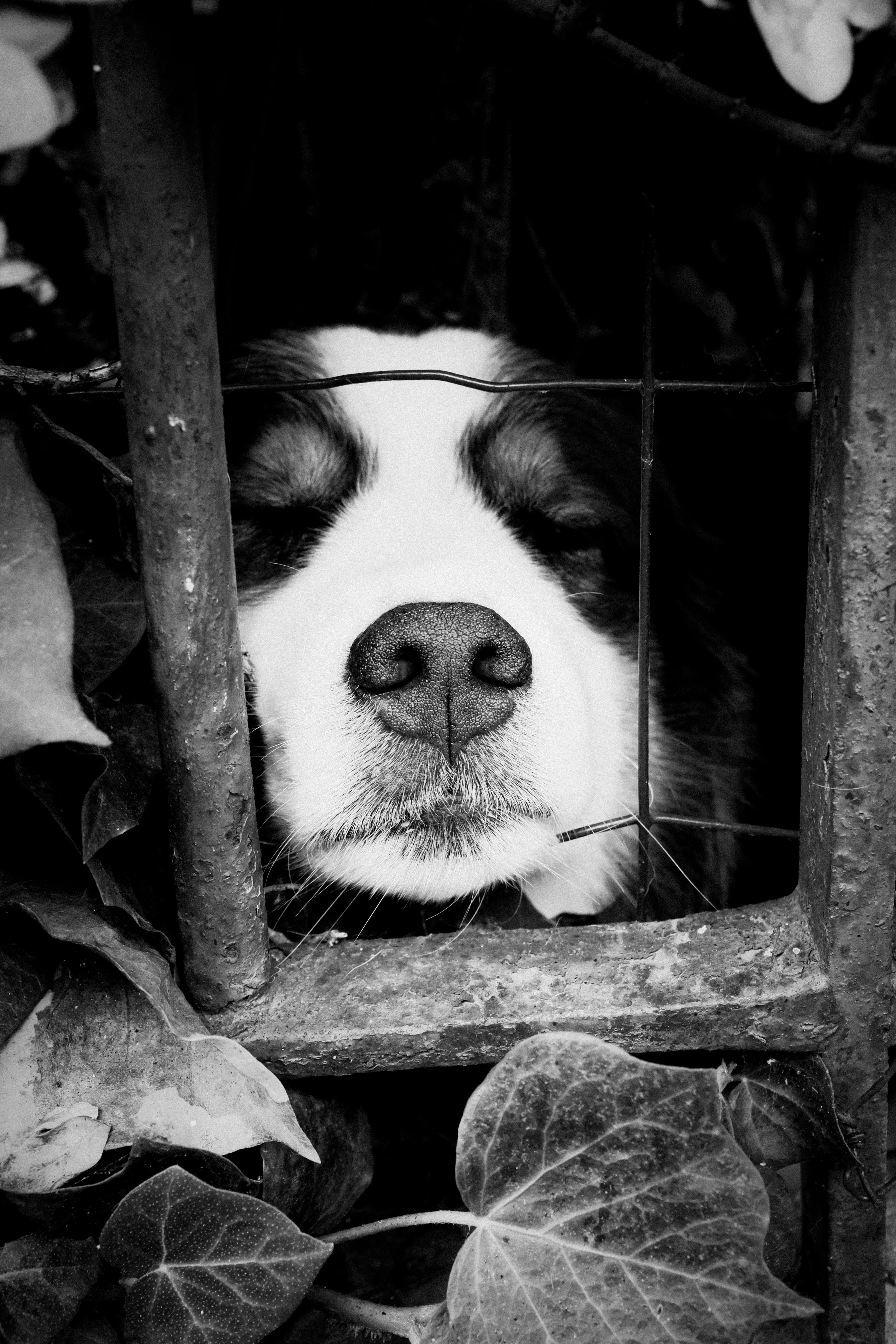 Dog behind Fence · Free Stock Photo