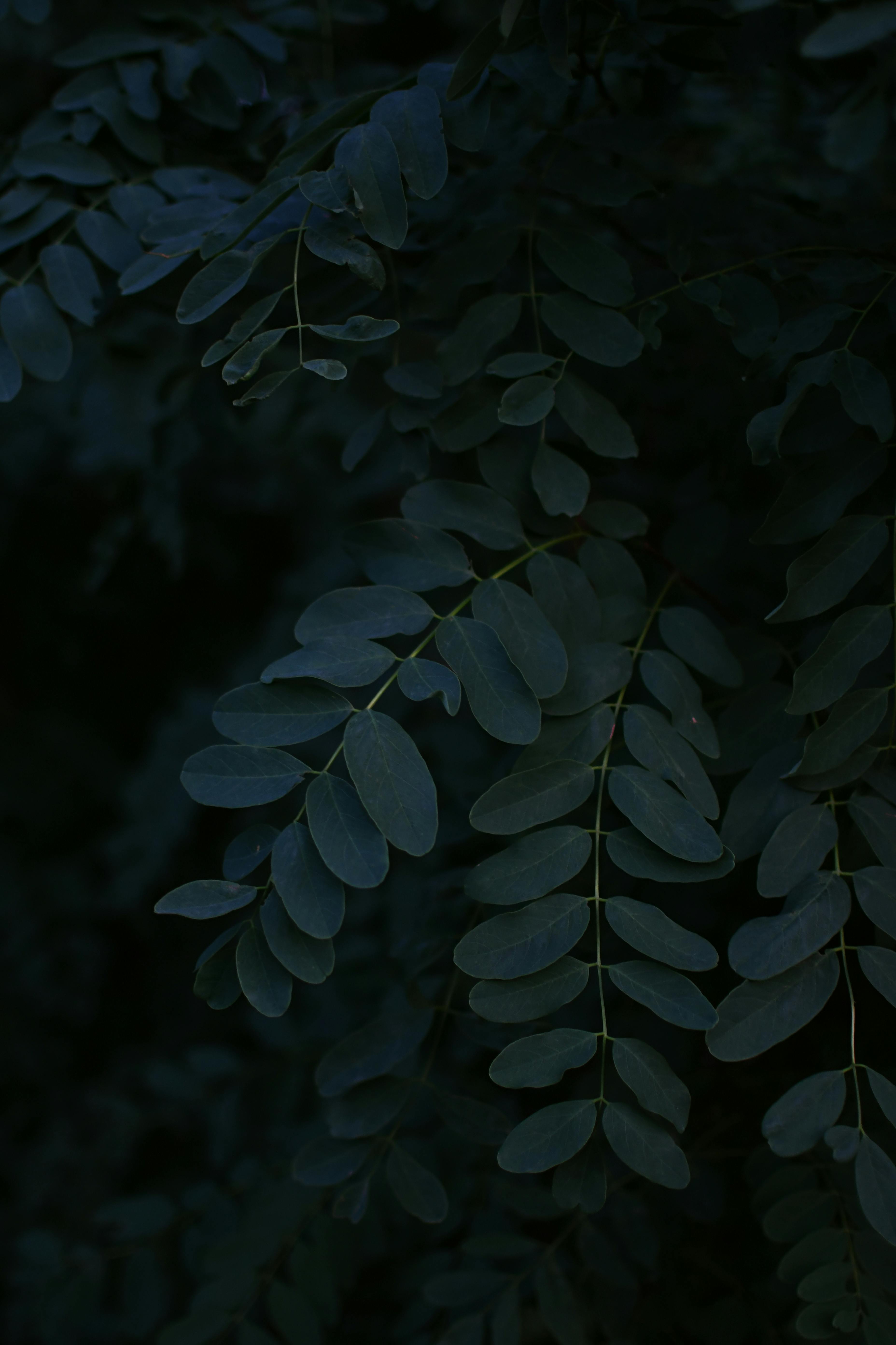 Dark Photo of Tree Leaves · Free Stock Photo