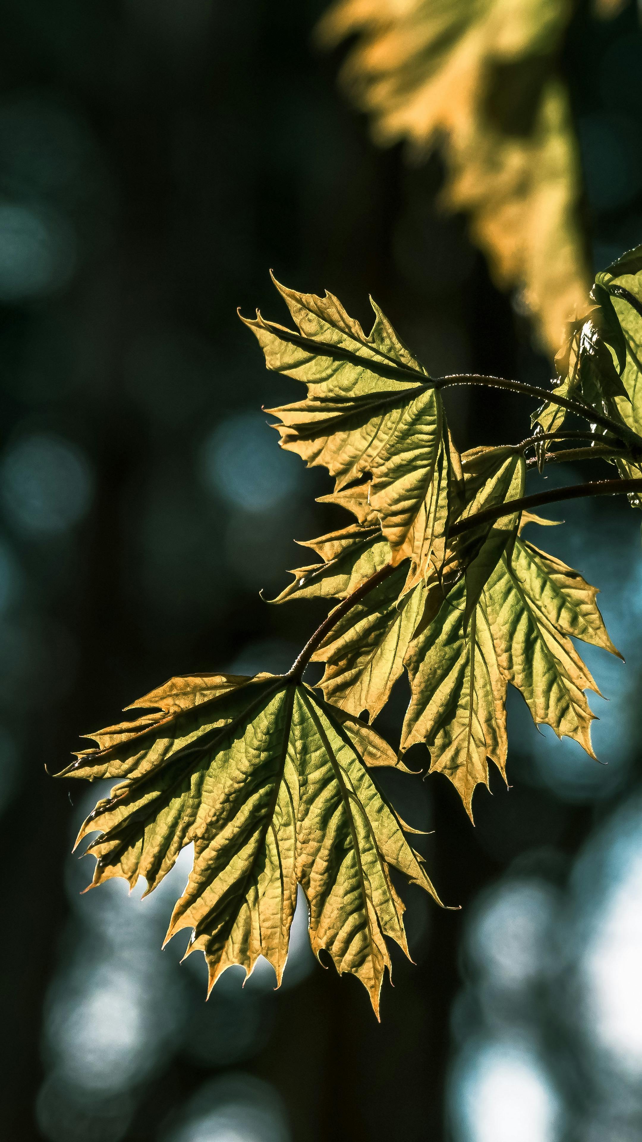 Close-up of Sunlit Maple Leaves in Forest · Free Stock Photo