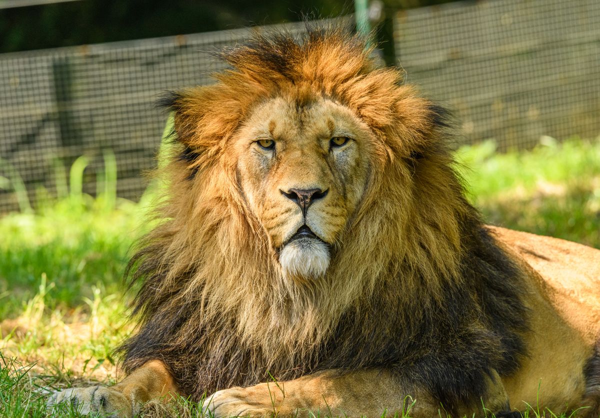 Lion Images Photos, Download The BEST Free Lion Images Stock Photos ...