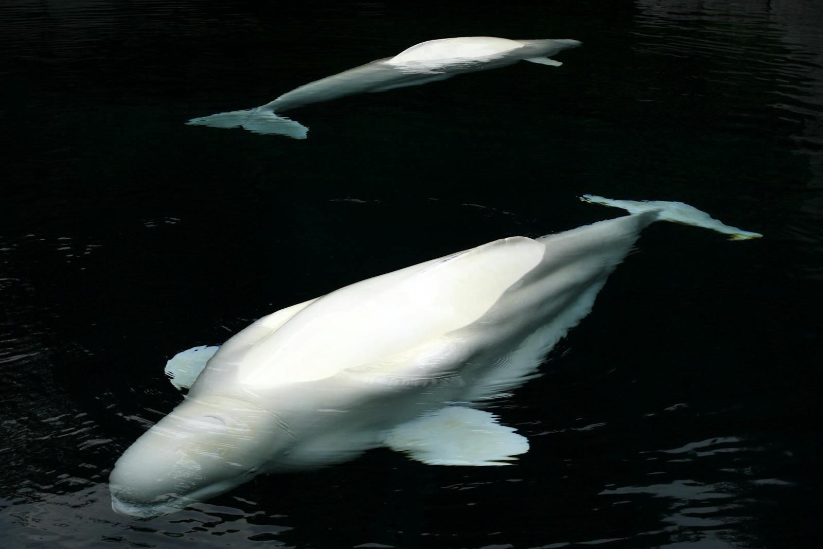 Beluga Photos, Download The BEST Free Beluga Stock Photos & HD Images
