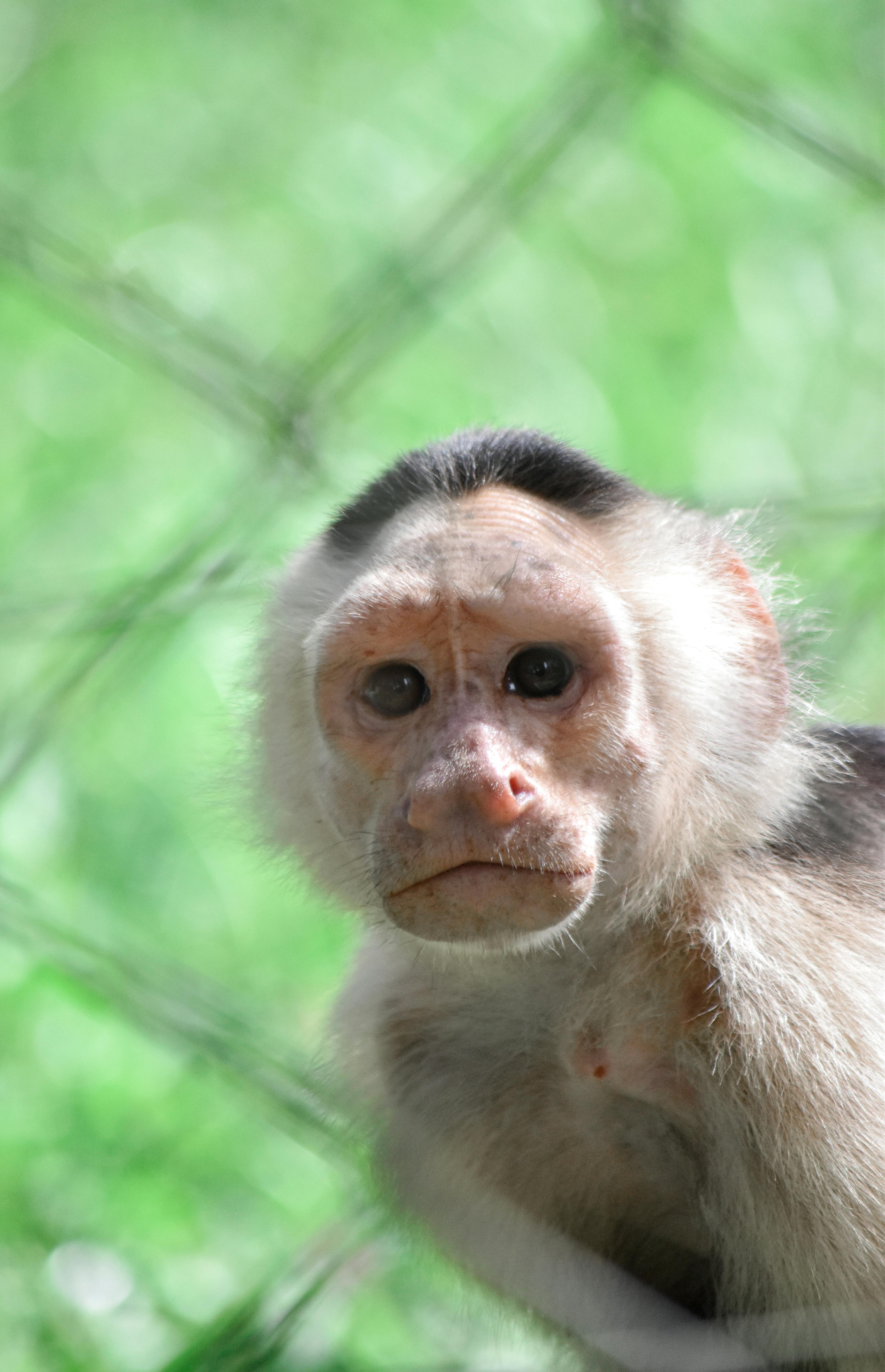 Monkey behind Net Fence · Free Stock Photo
