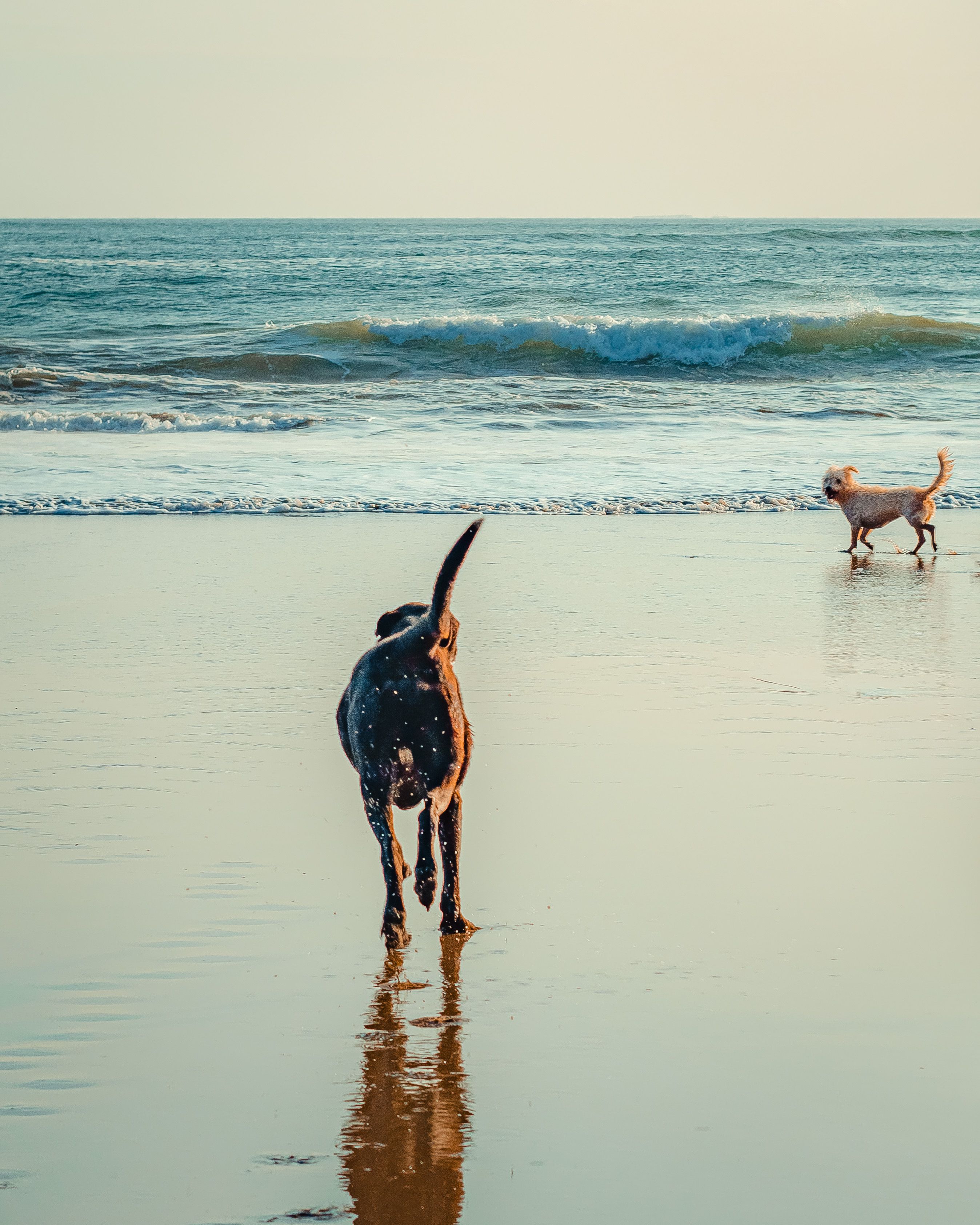 Dogs on Beach · Free Stock Photo