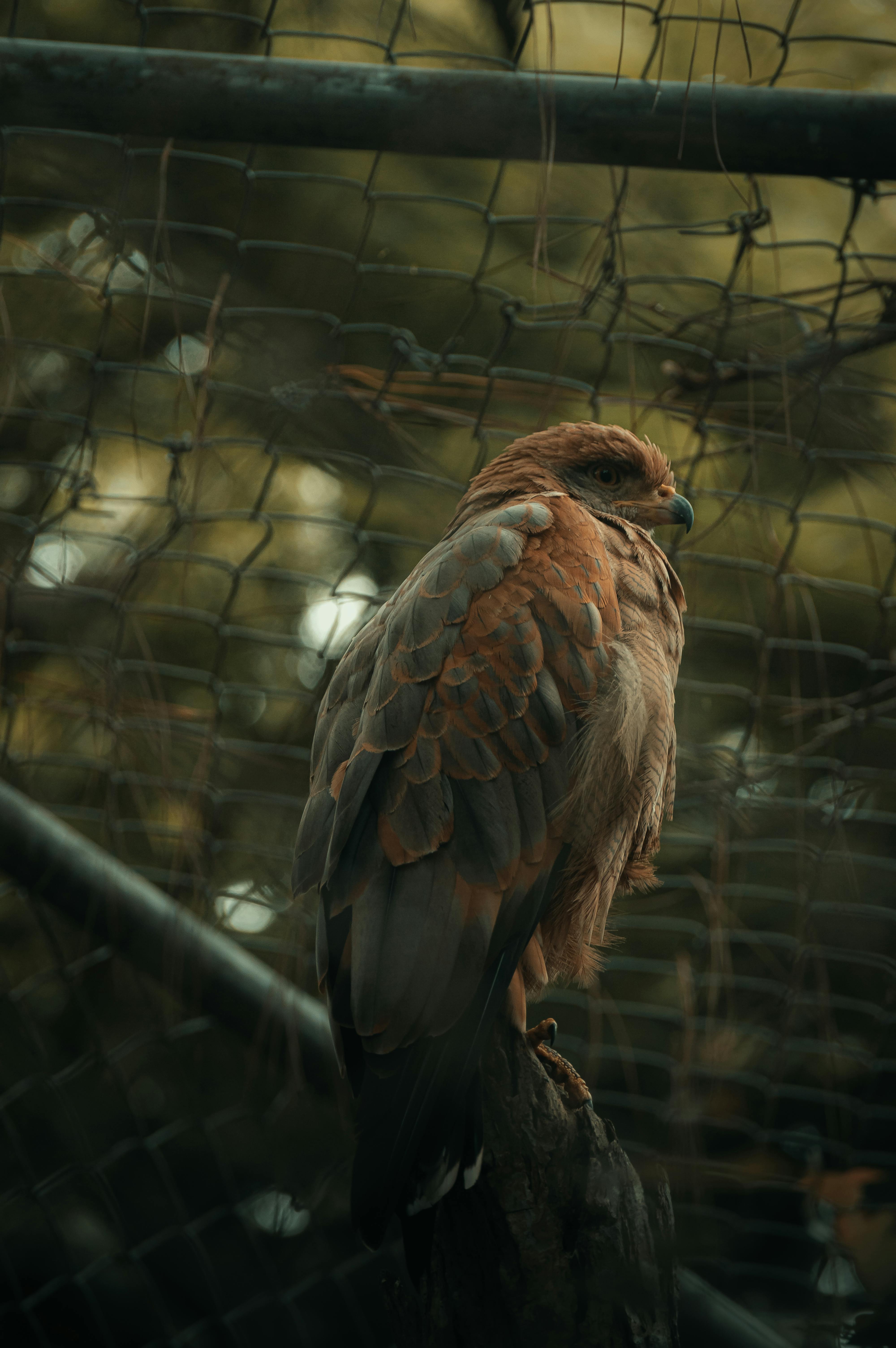 Hawk in Cage in Zoo · Free Stock Photo