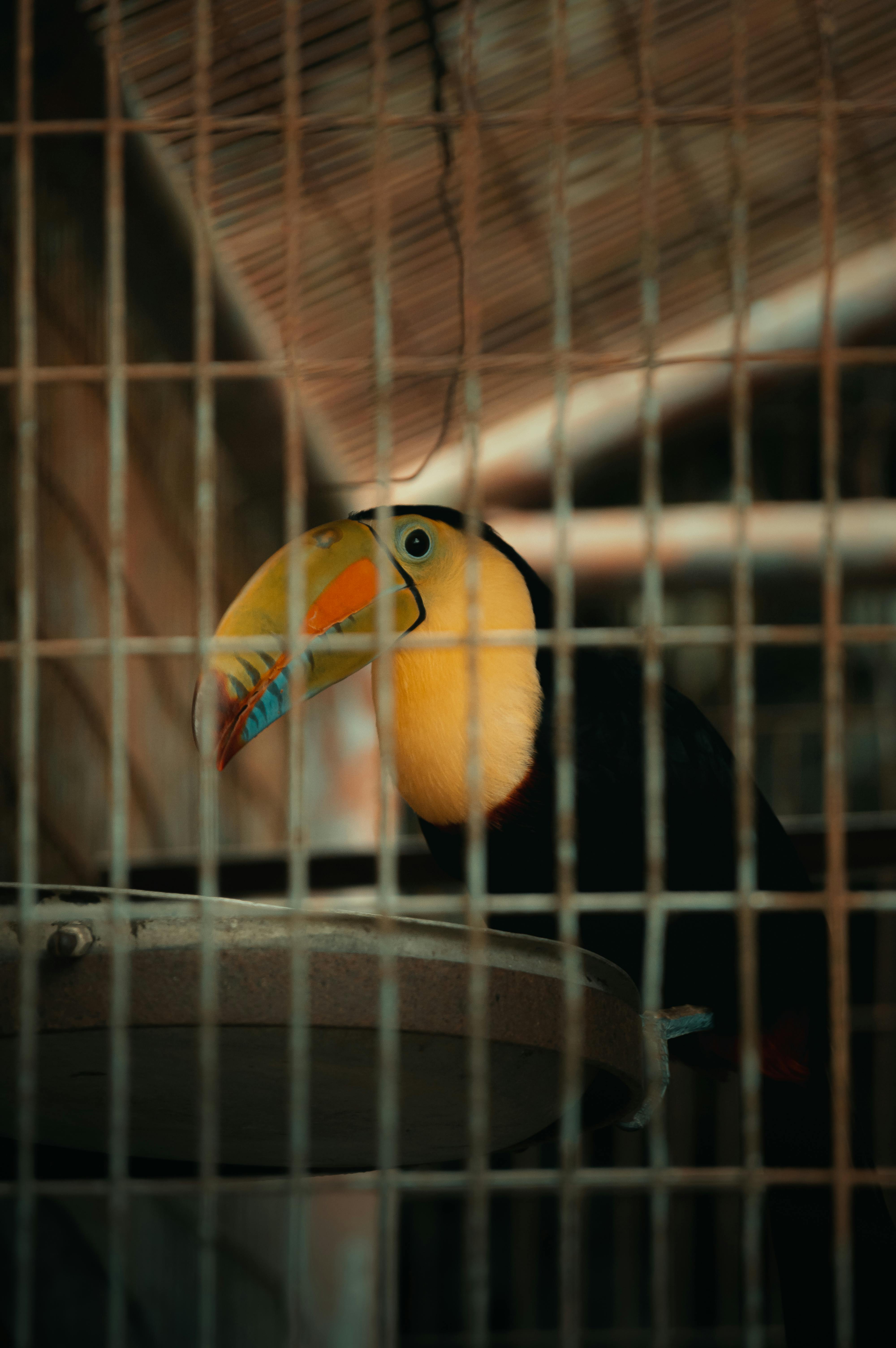 Toucan in Cage · Free Stock Photo