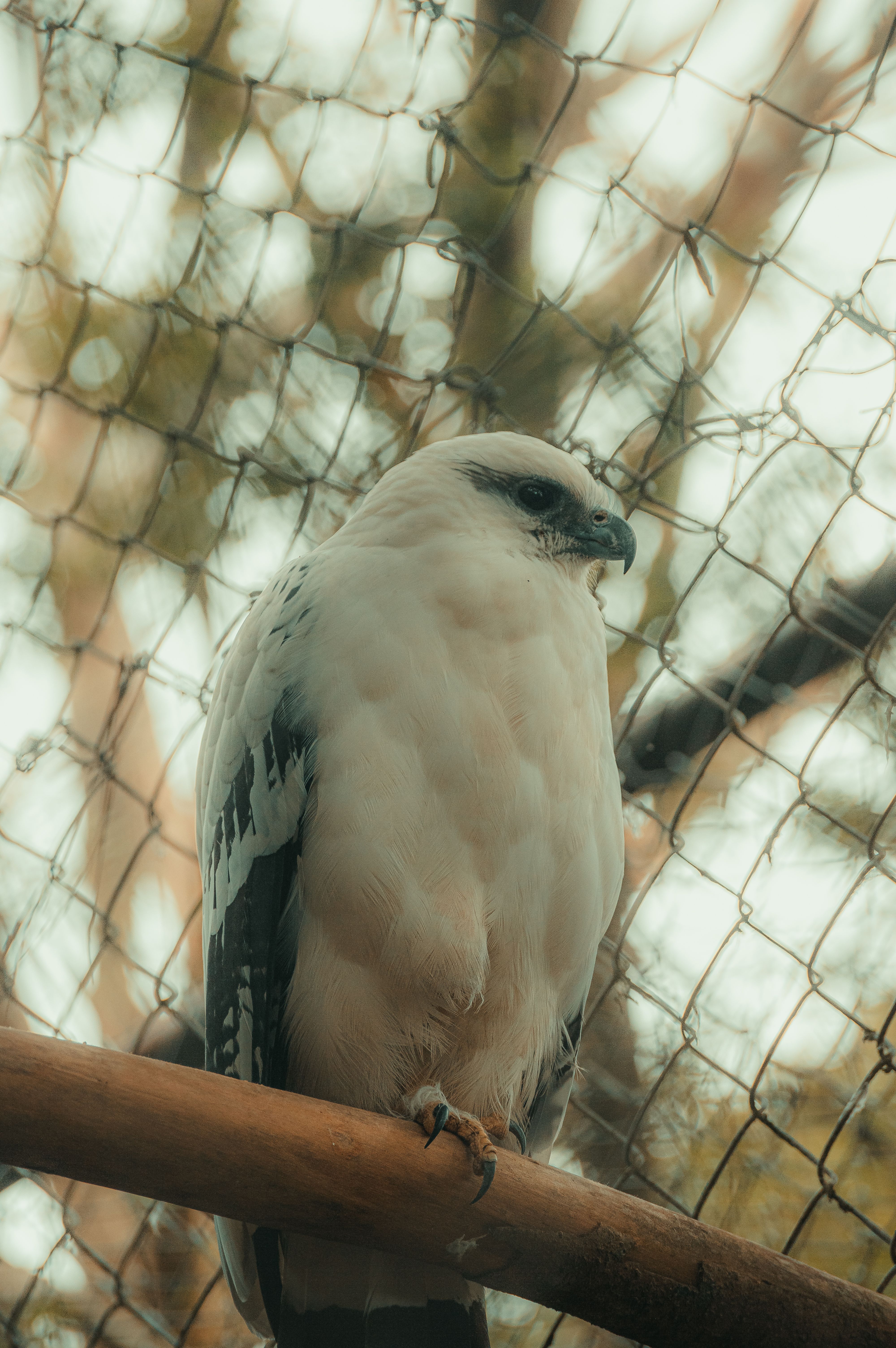 Hawk Perching on Branch in Cage · Free Stock Photo