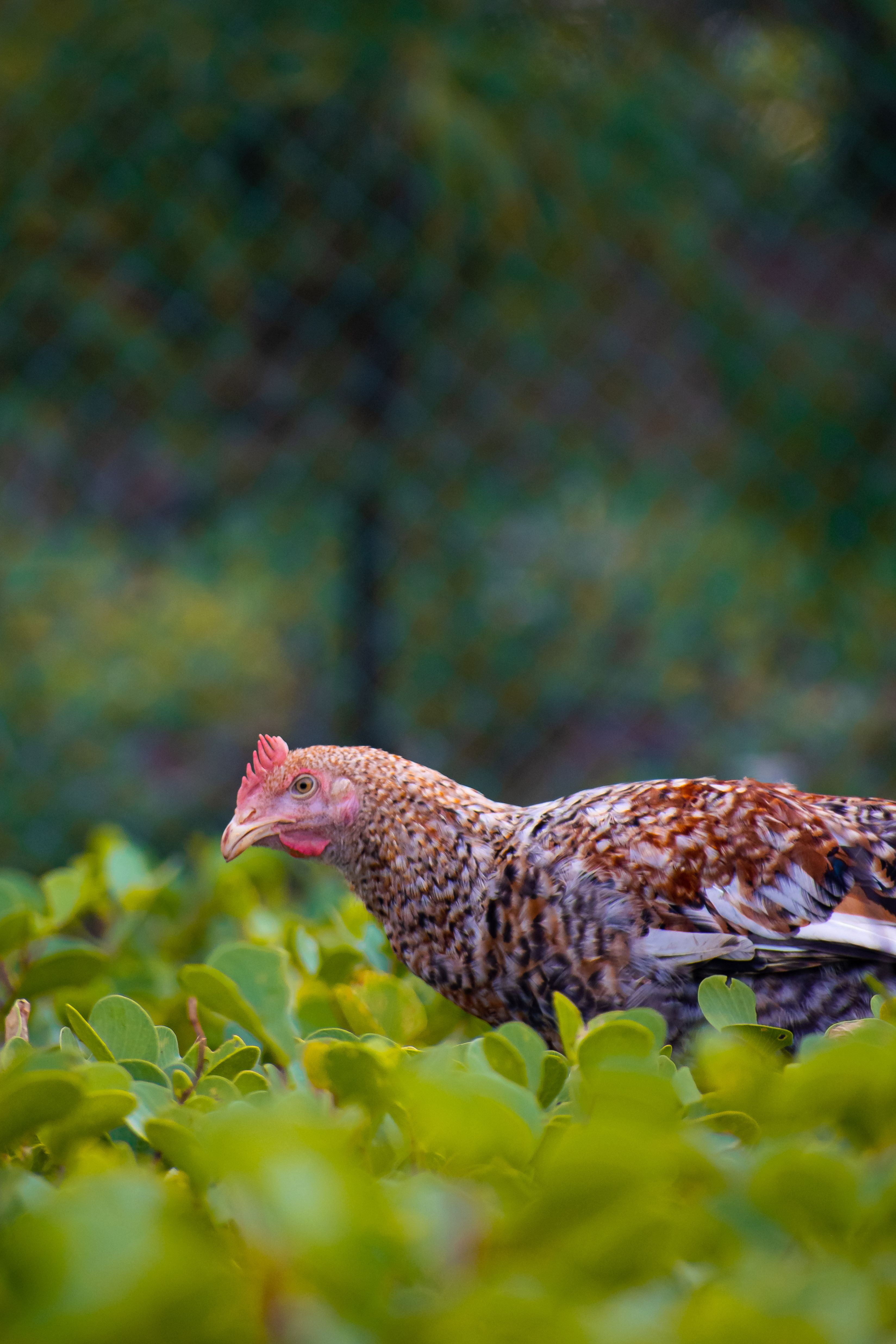 Brown Hen in Close Up Shot · Free Stock Photo