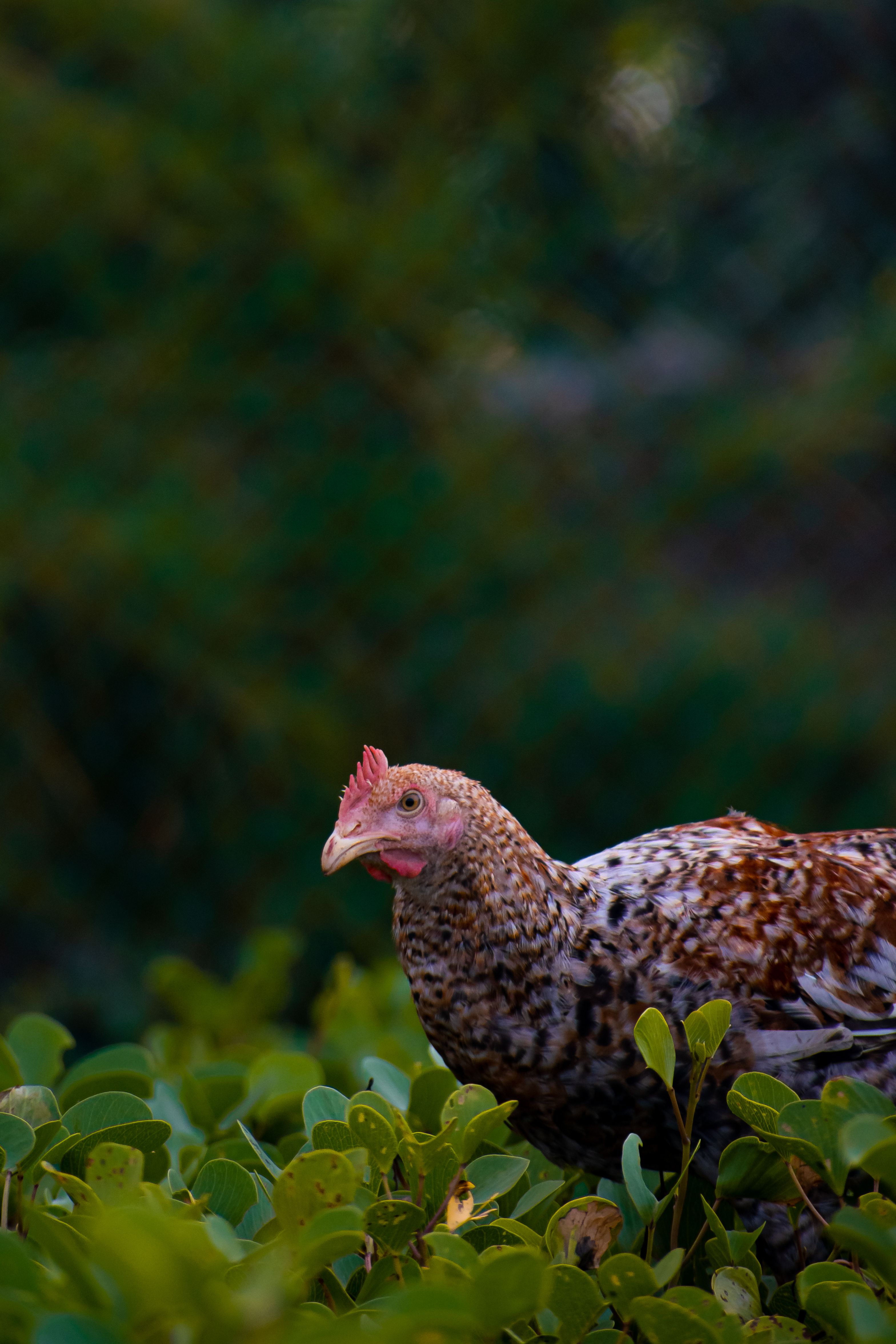 Hen Standing in a Fenced Garden · Free Stock Photo
