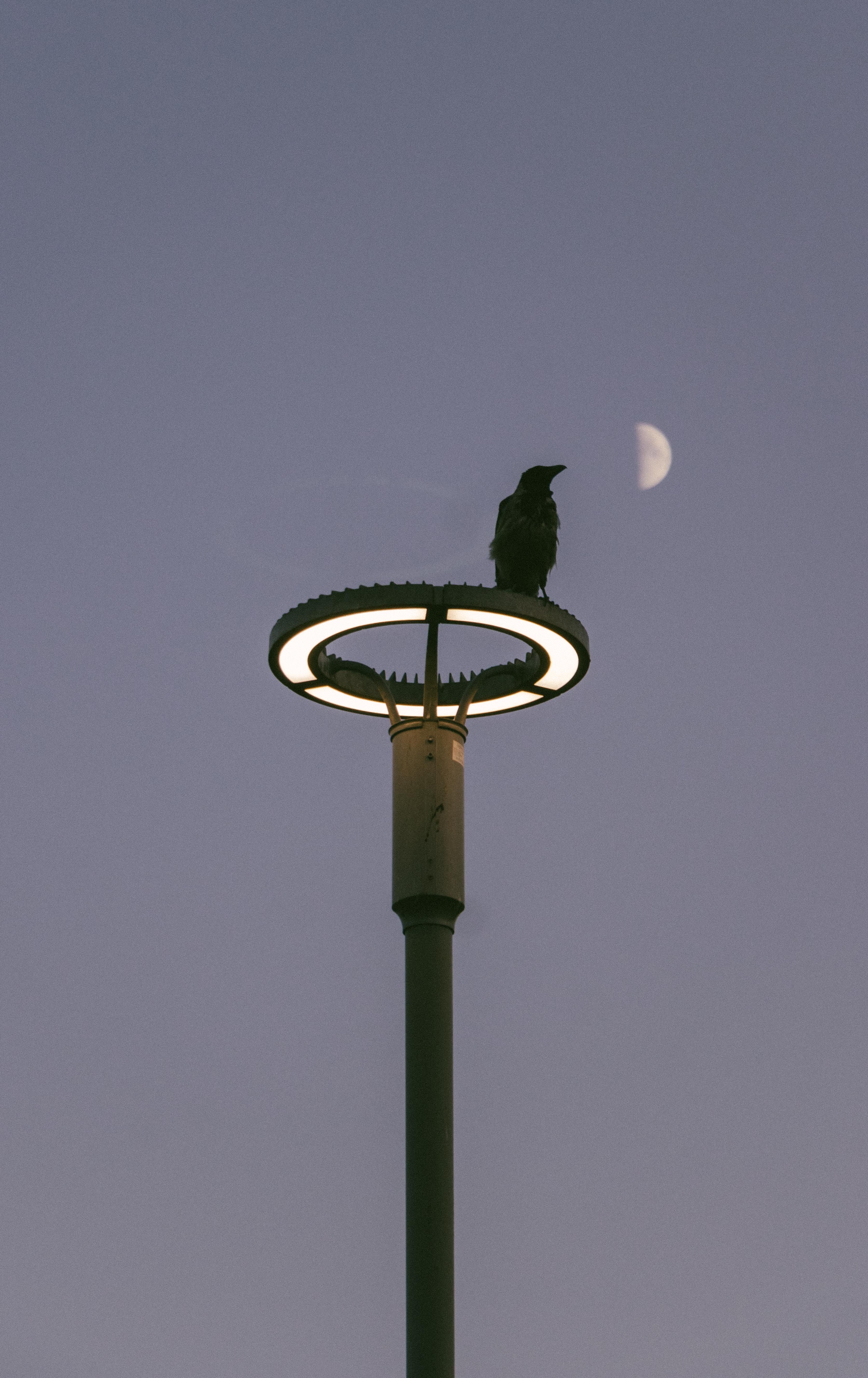 Crow on Street Lamp · Free Stock Photo