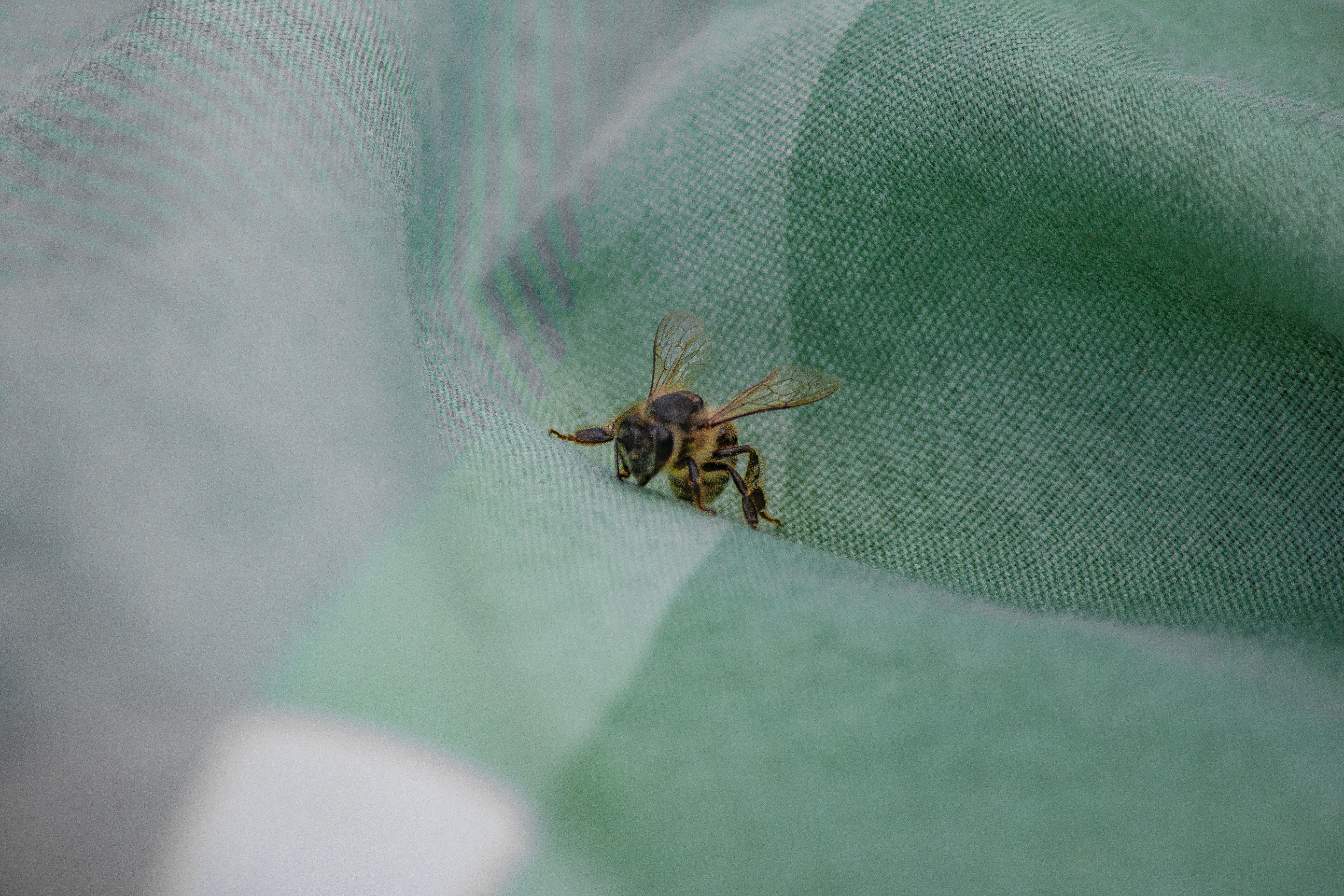 Foto de stock gratuita sobre abeja, de cerca, fotografía de animales ...