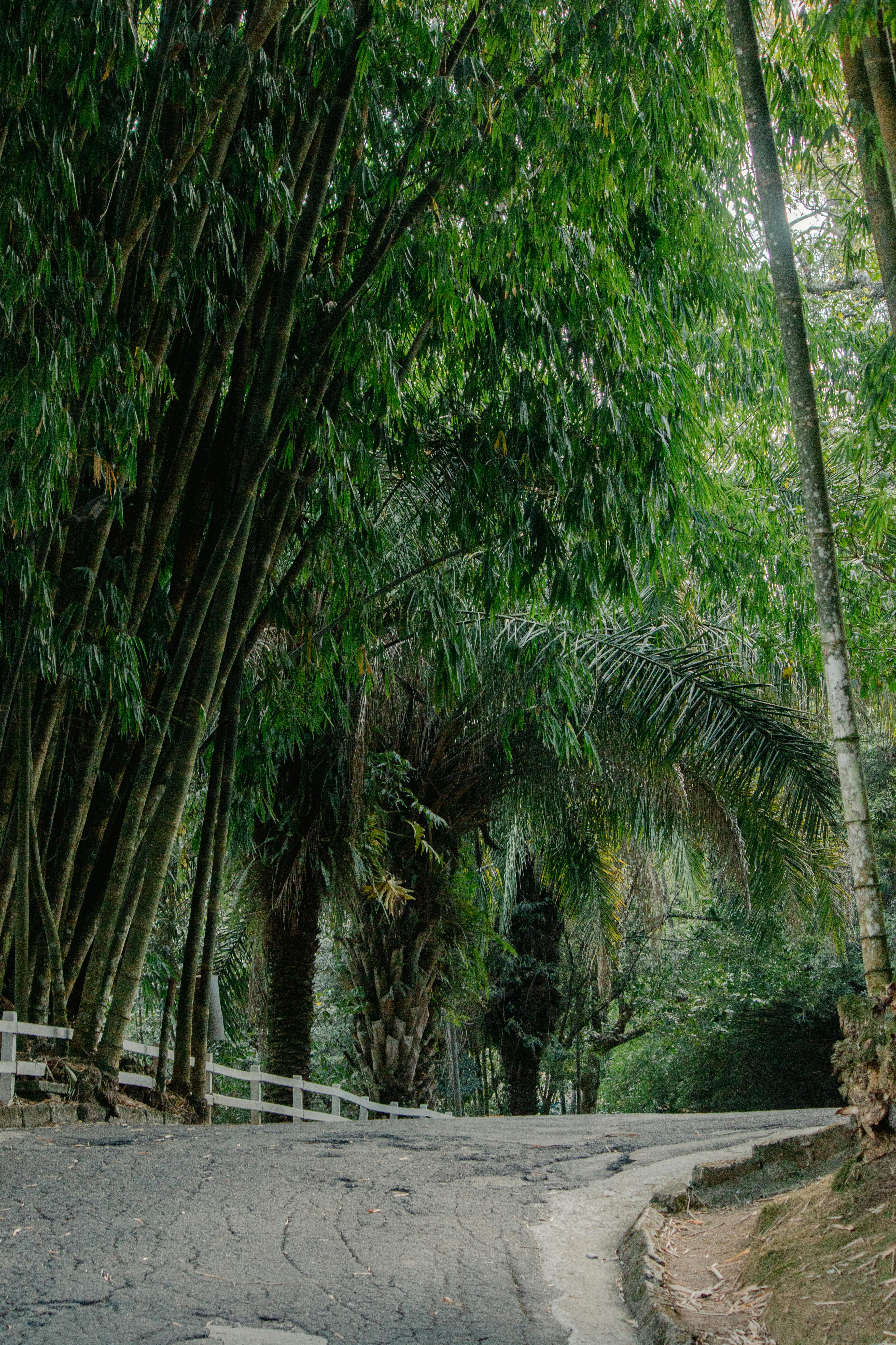 Trees around Road in Forest · Free Stock Photo