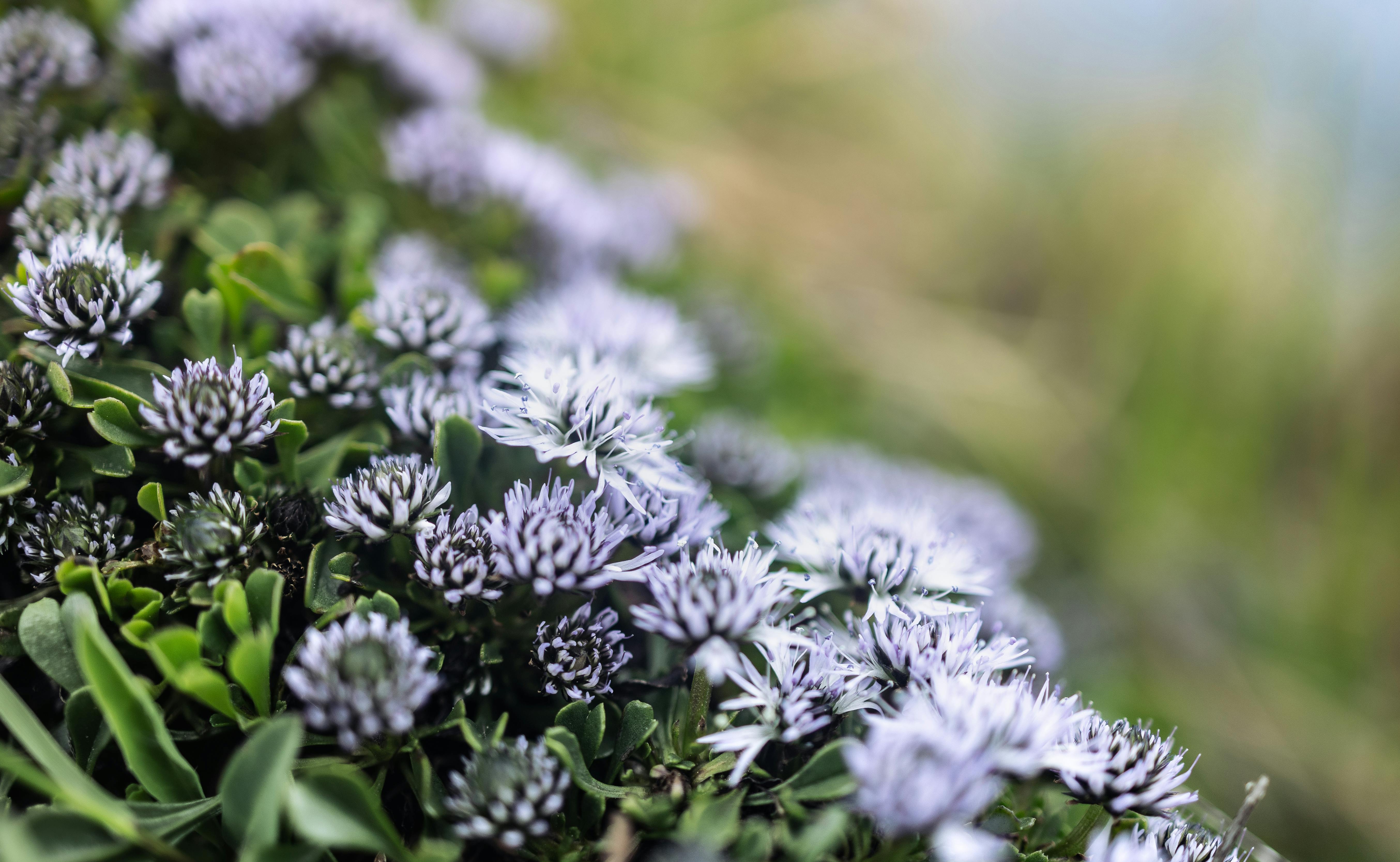 Flowers on Meadow · Free Stock Photo