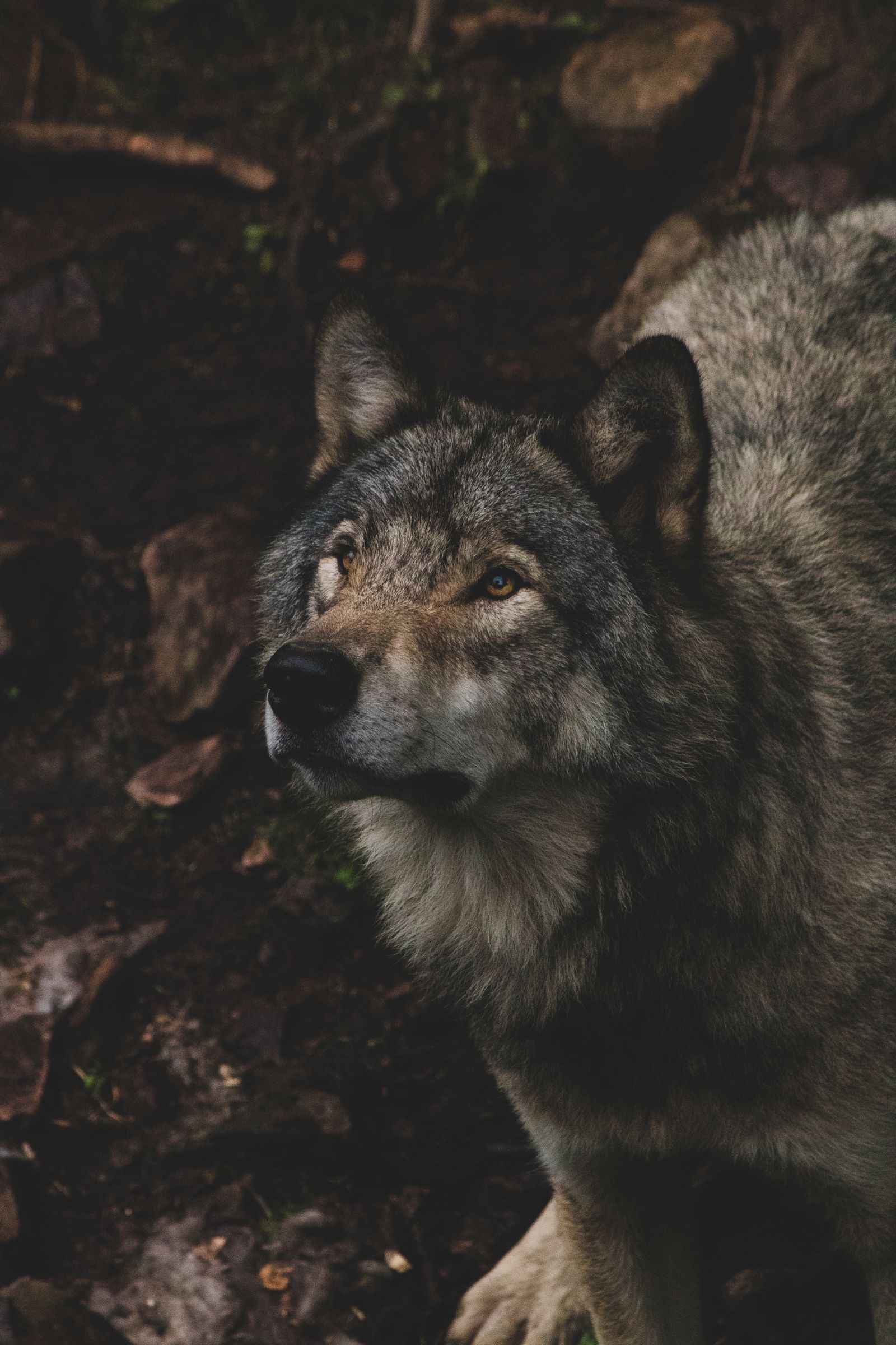 Forest Animal Photos, Download The BEST Free Forest Animal Stock Photos ...