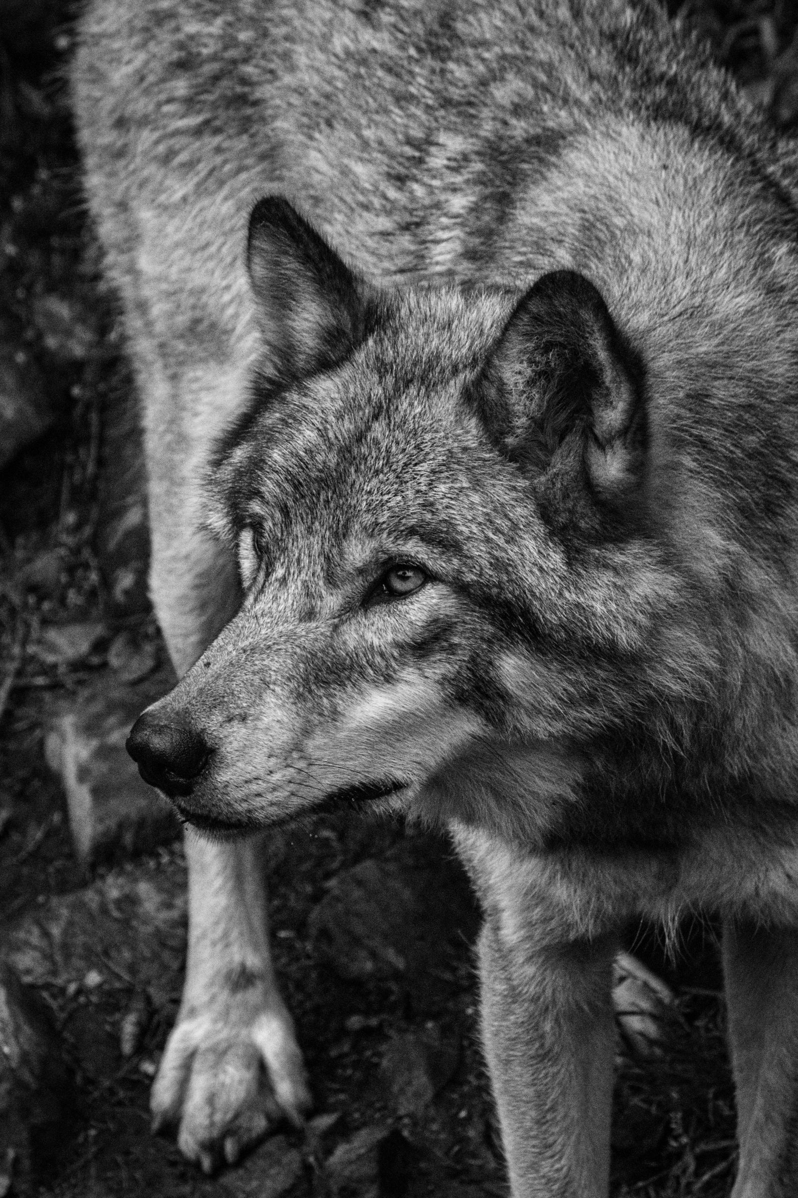 Black Wolf Photos, Download The BEST Free Black Wolf Stock Photos & HD ...