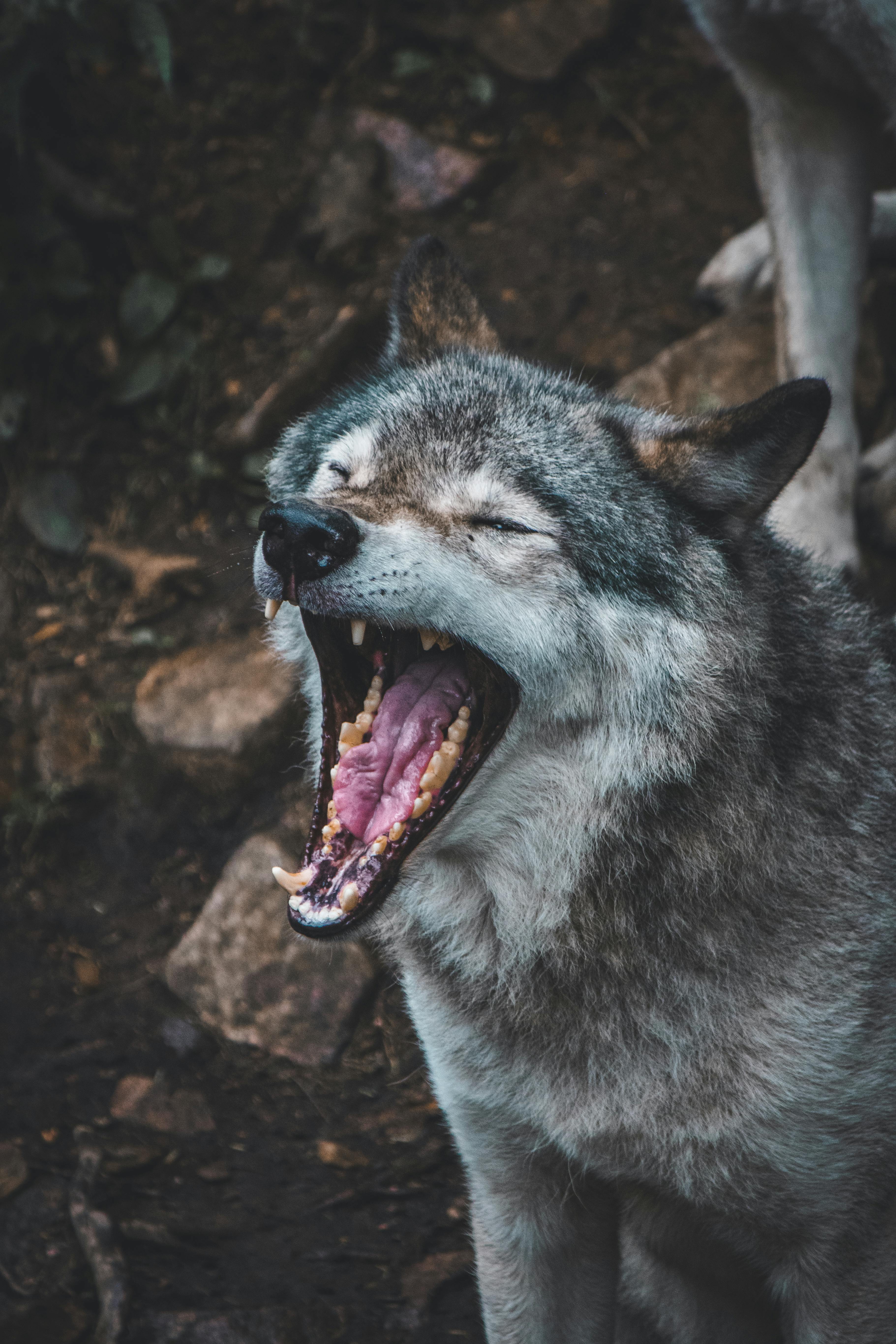 Wolf Display Photos, Download The BEST Free Wolf Display Stock Photos ...