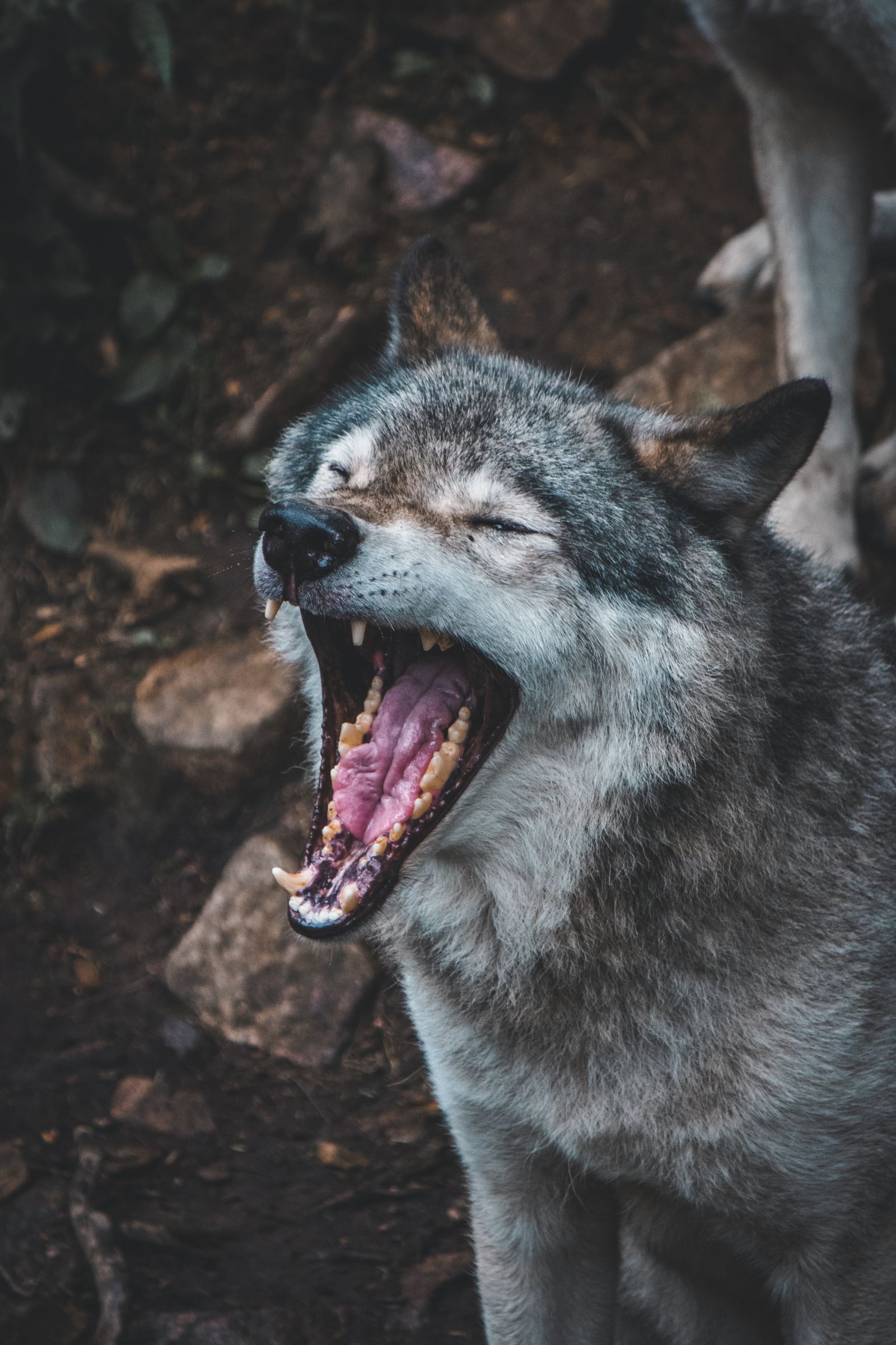 Wolf Face Photos, Download The BEST Free Wolf Face Stock Photos & HD Images