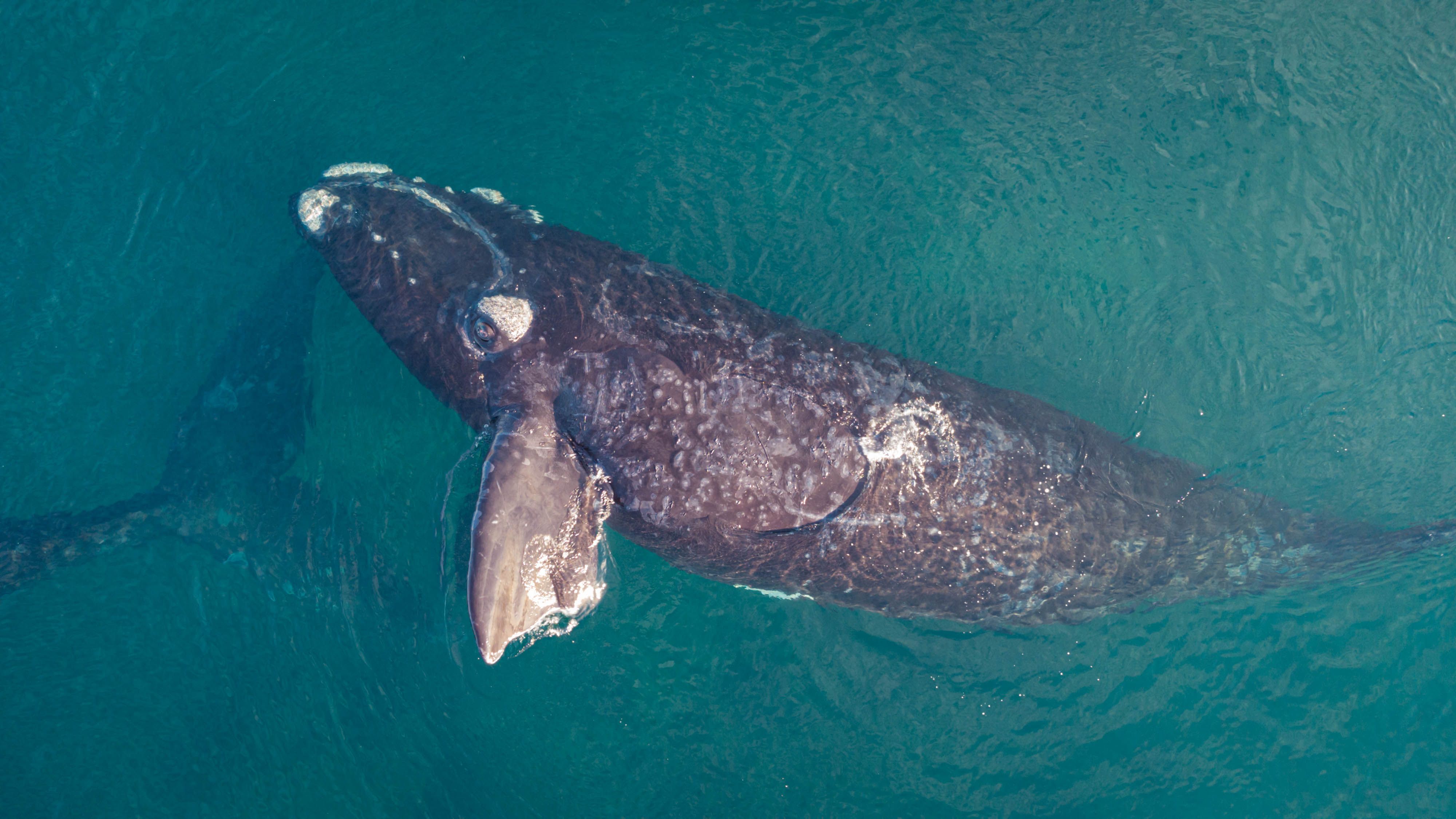 Whale Look Photos, Download The BEST Free Whale Look Stock Photos & HD ...