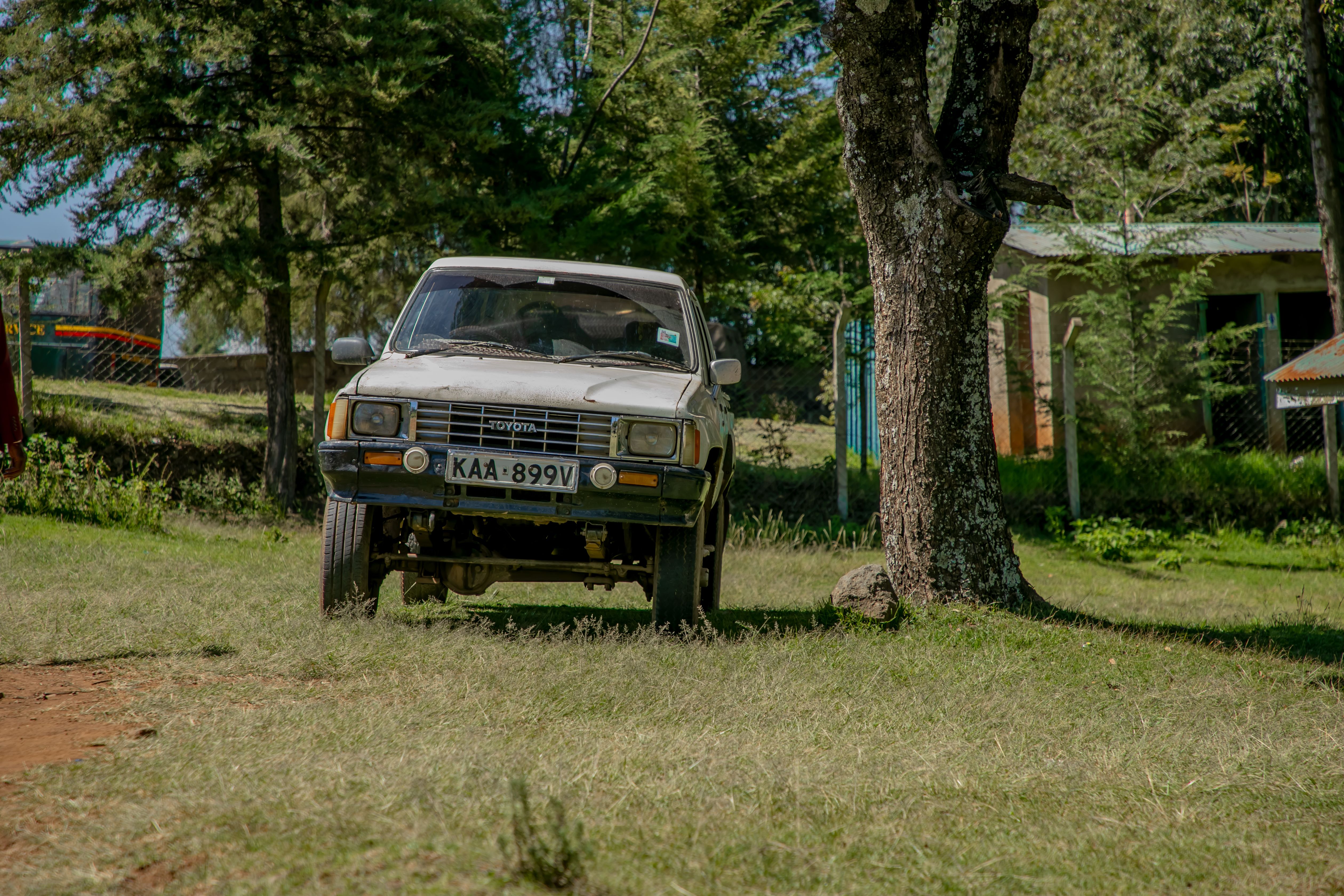 Leone Deti Photos, Download The BEST Free Leone Deti Stock Photos & HD ...