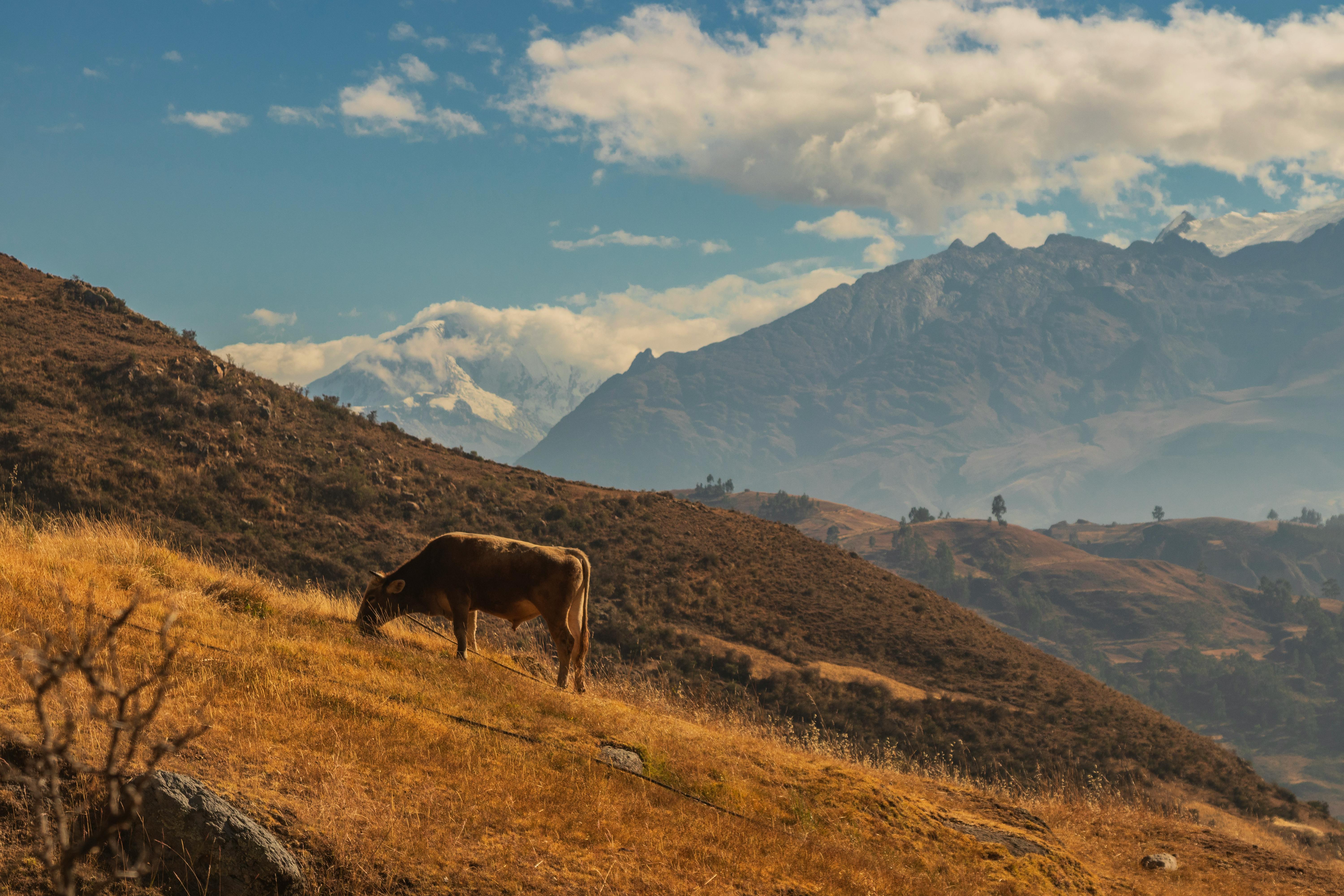 Cattle Grazing in Andes Mountains · Free Stock Photo