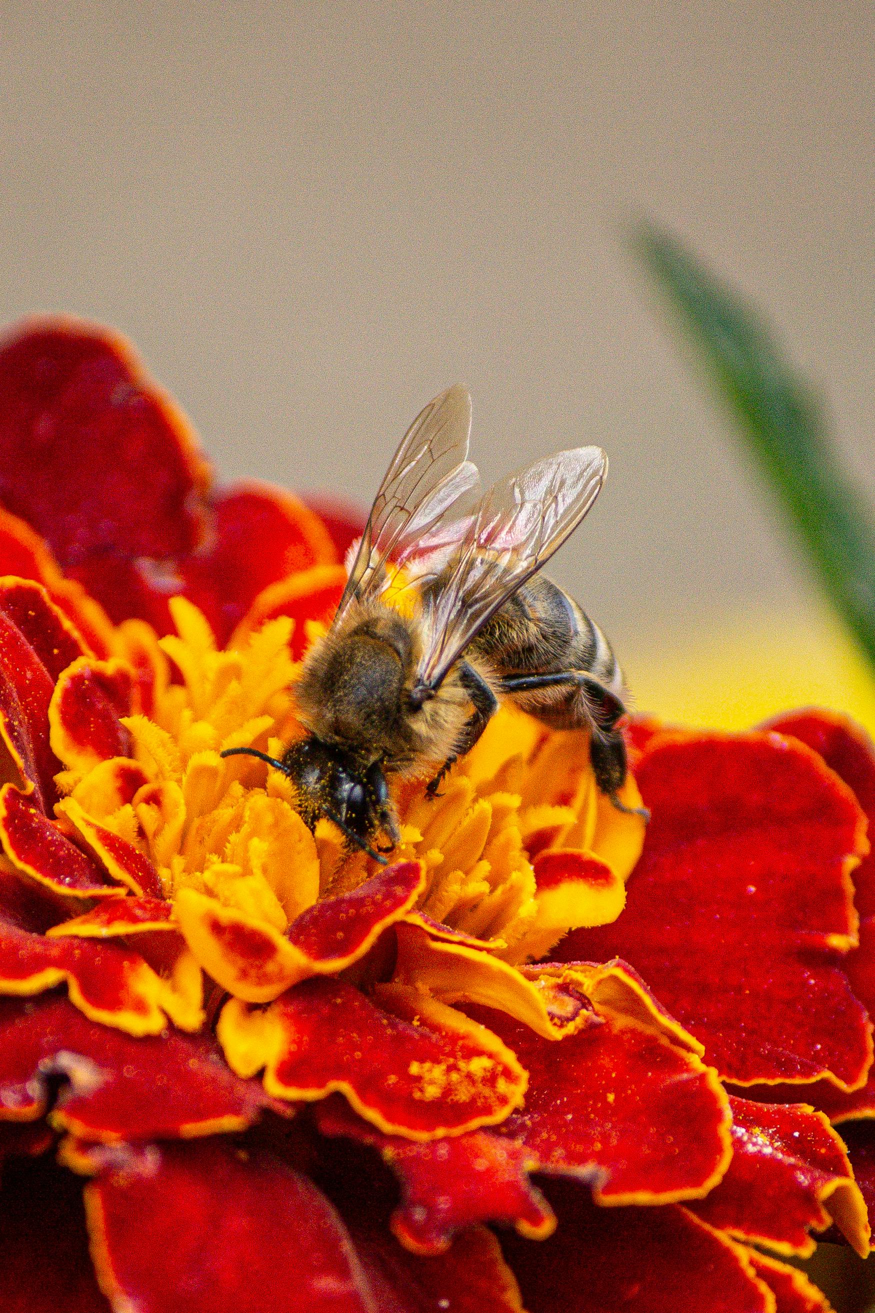 Menara API Azerbaijan Photos, Download The BEST Free Menara API ...