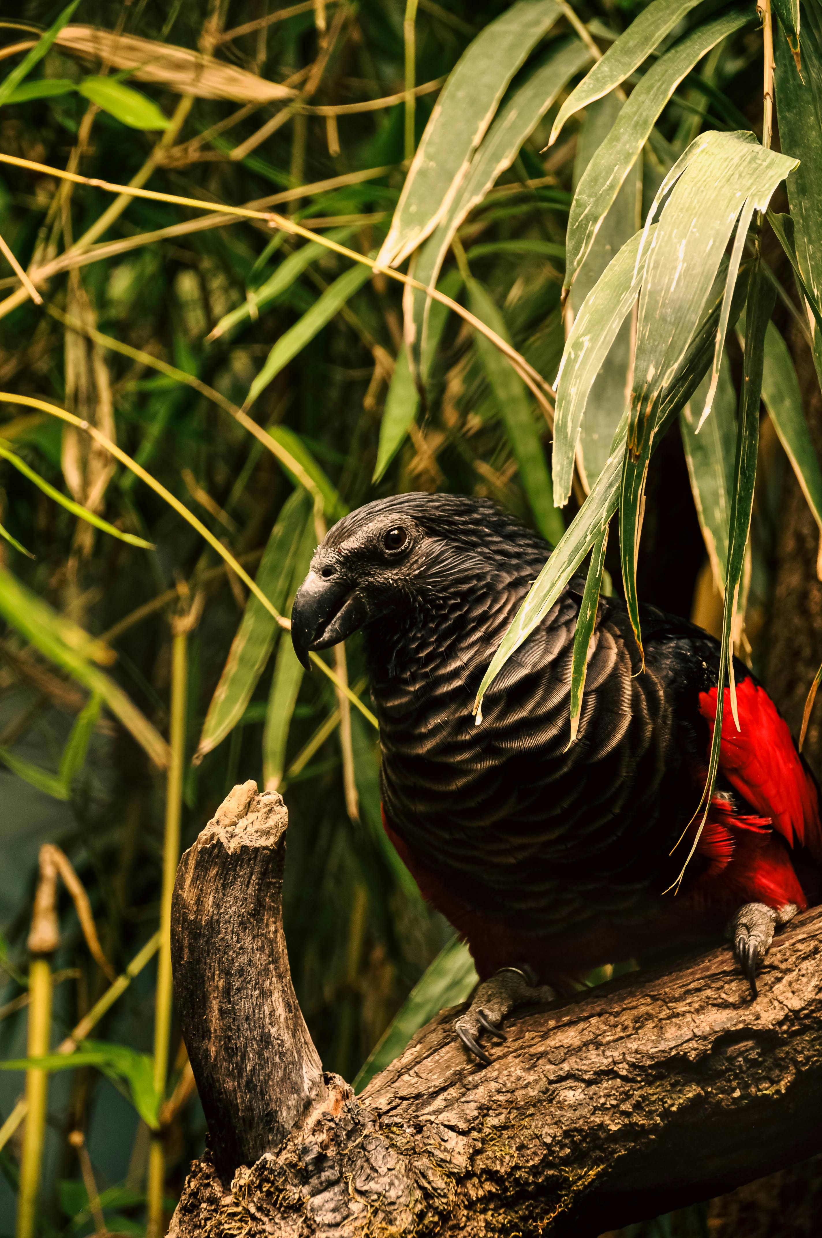Dracula Parrot Bird · Free Stock Photo