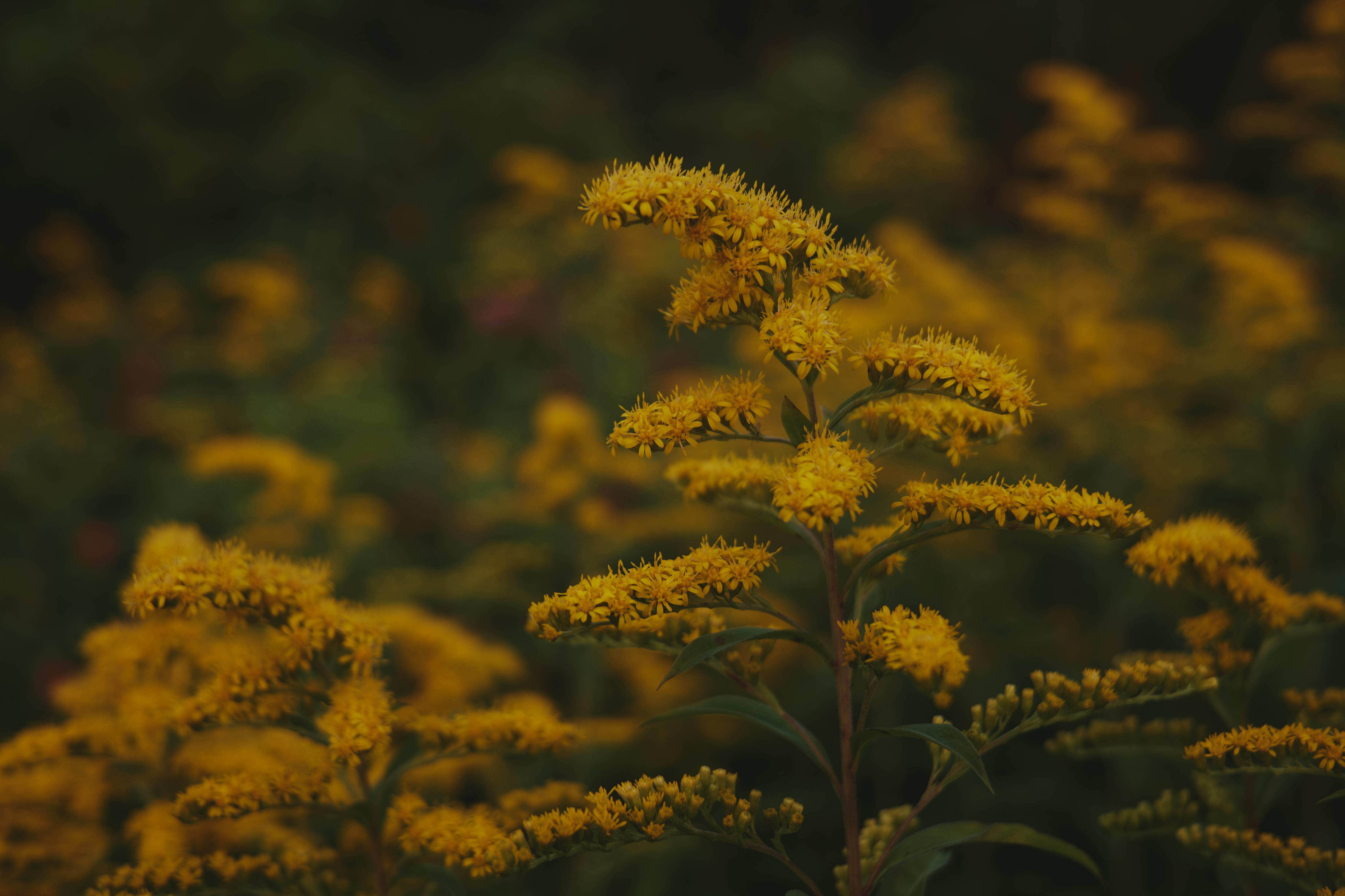 August Flowers Desktop Wallpaper Photos, Download The BEST Free August ...