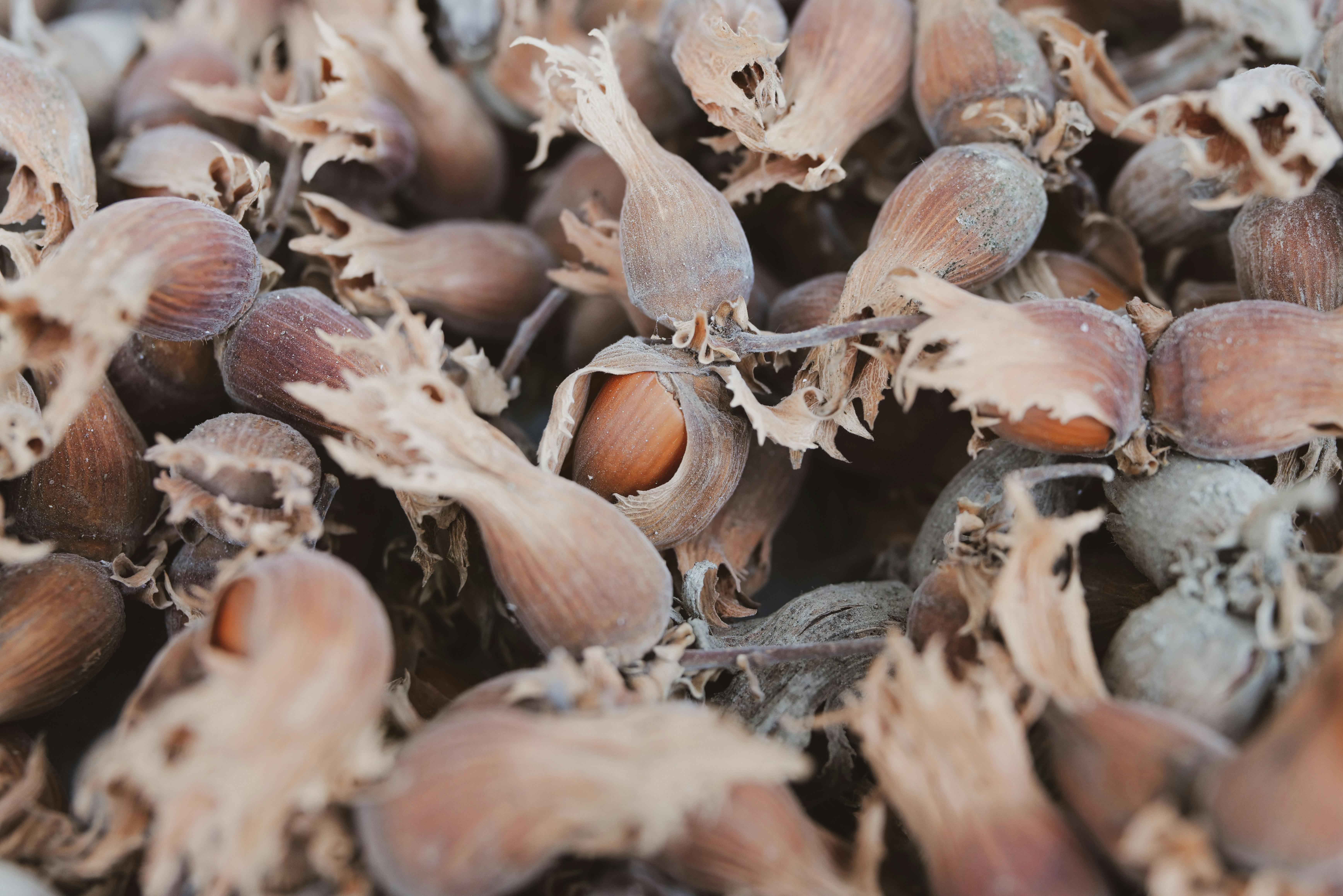 Nuts in Shells · Free Stock Photo
