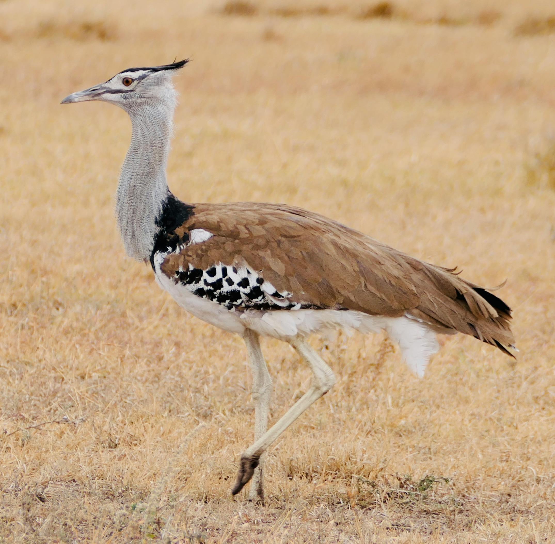 Kori Tarotkaarten Photos, Download The BEST Free Kori Tarotkaarten ...