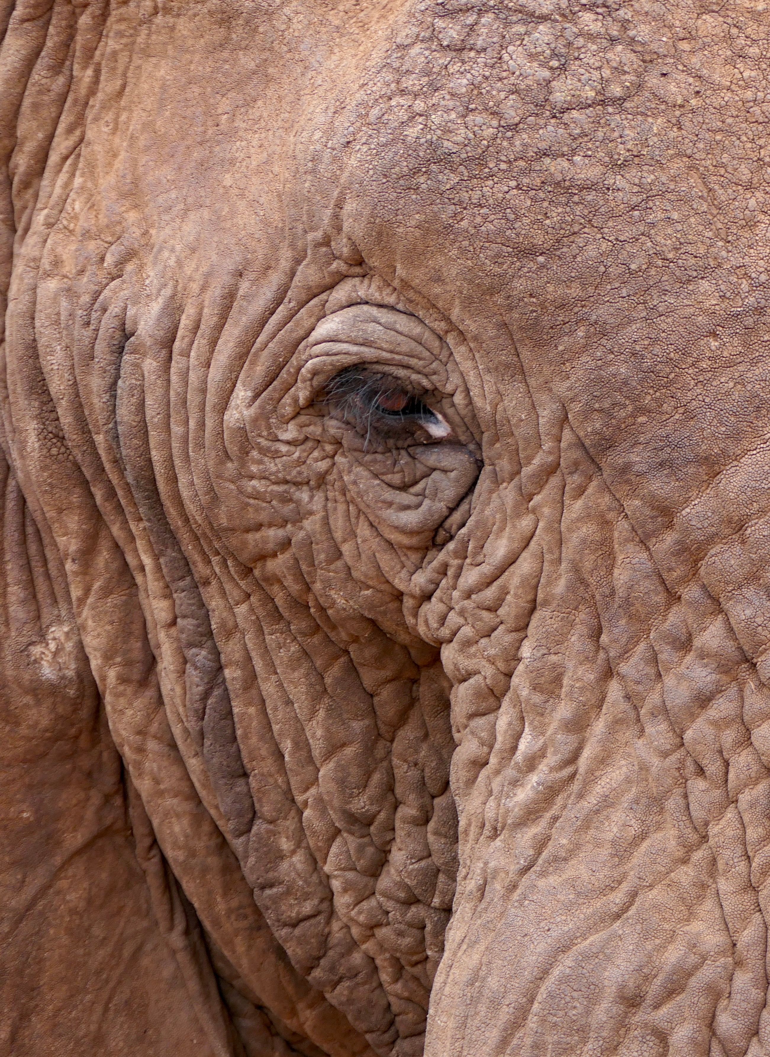 Close up of Elephant Head · Free Stock Photo