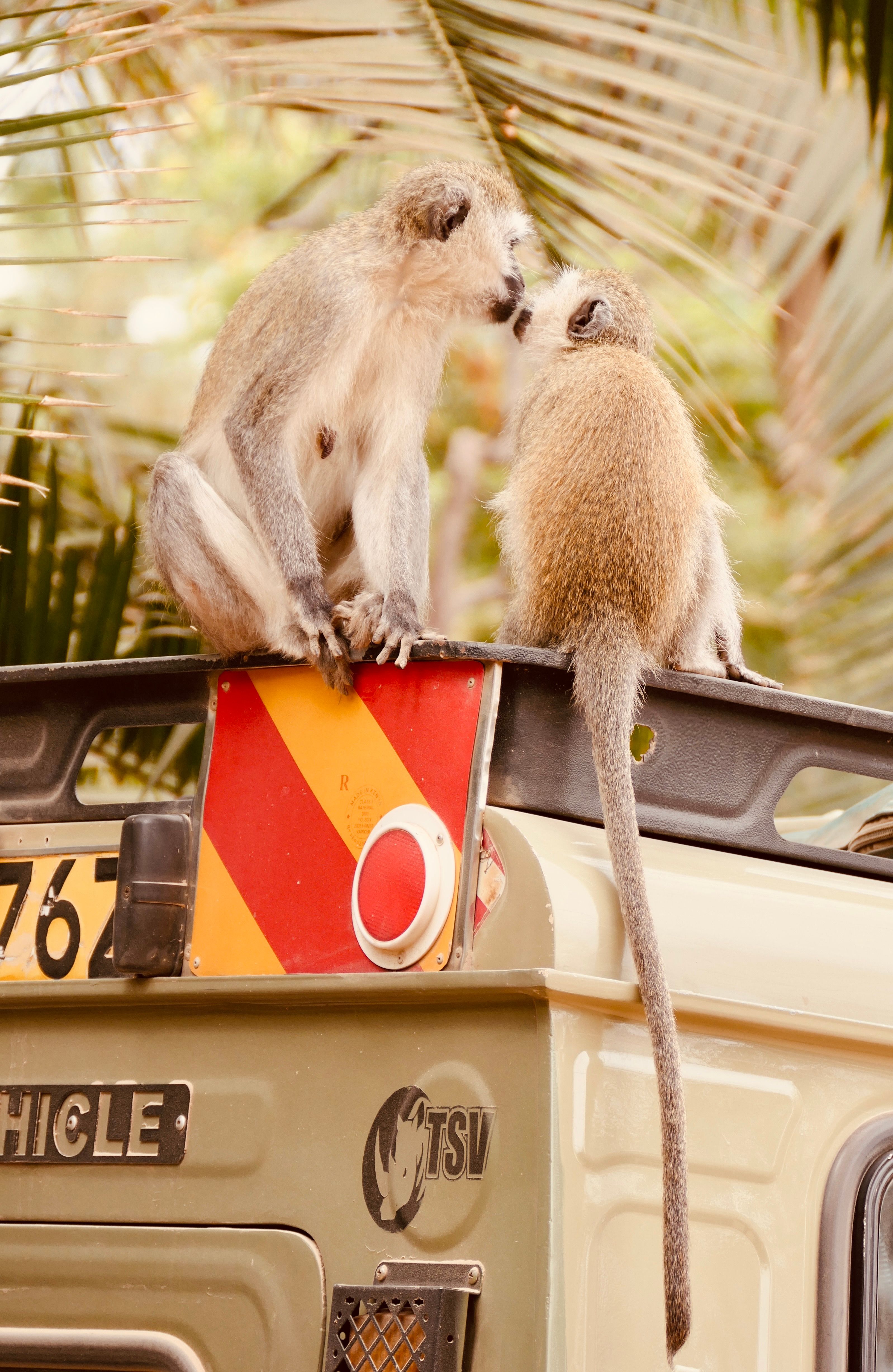 Monkeys on Car Roof · Free Stock Photo