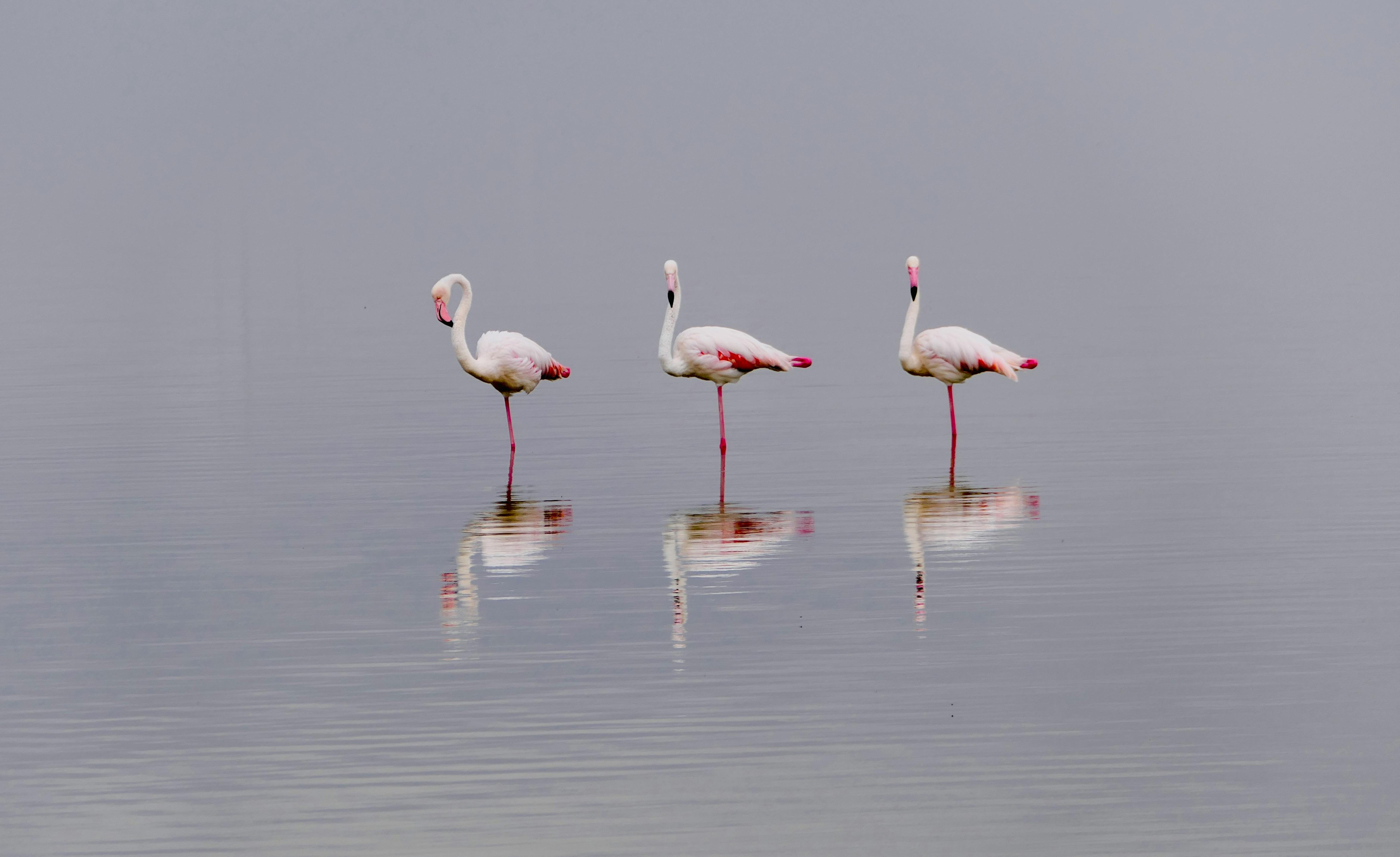 Line Animation Photos, Download The BEST Free Line Animation Stock ...