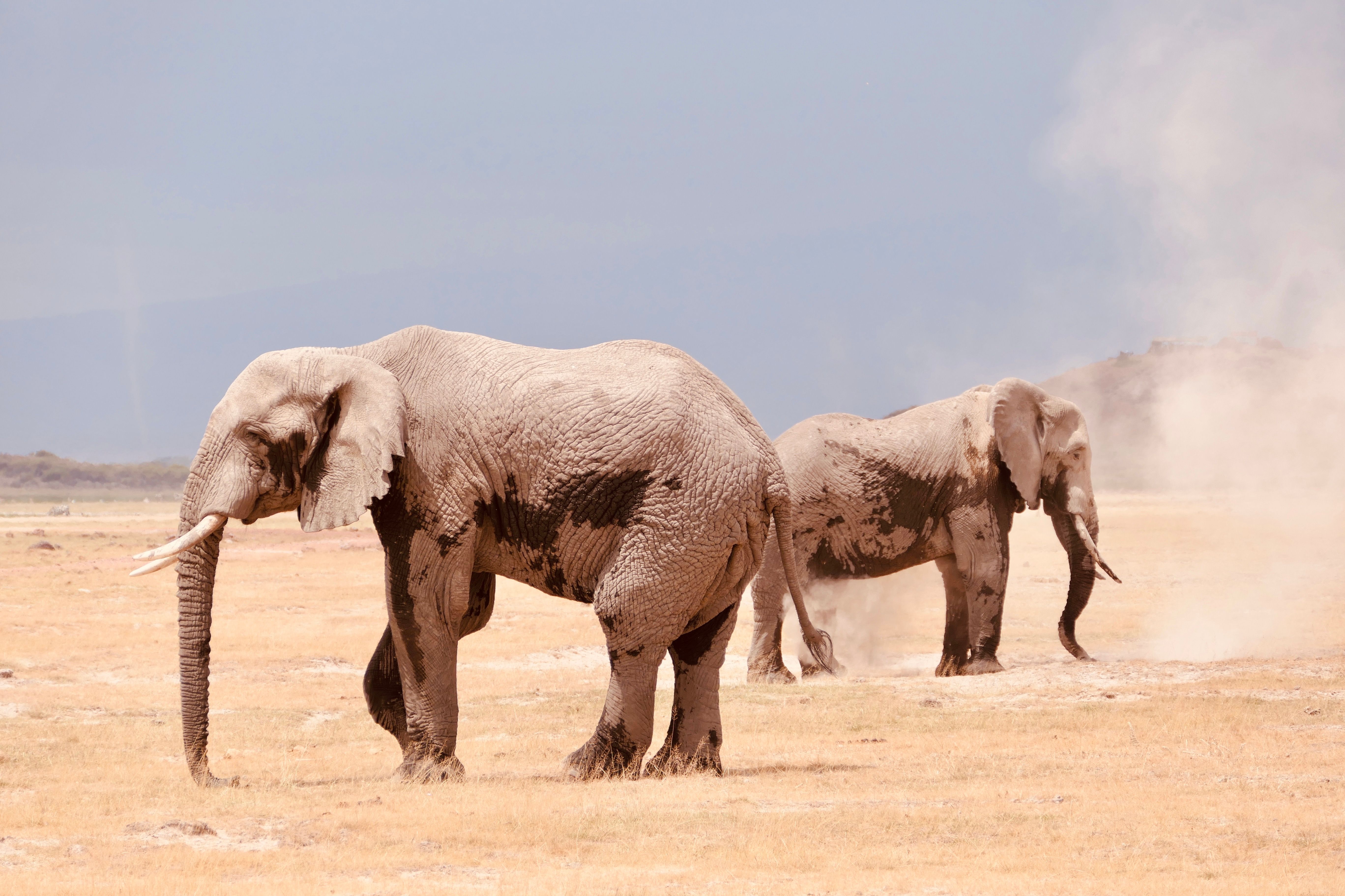 Savanna African Animals Photos Download The Best Free Savanna African