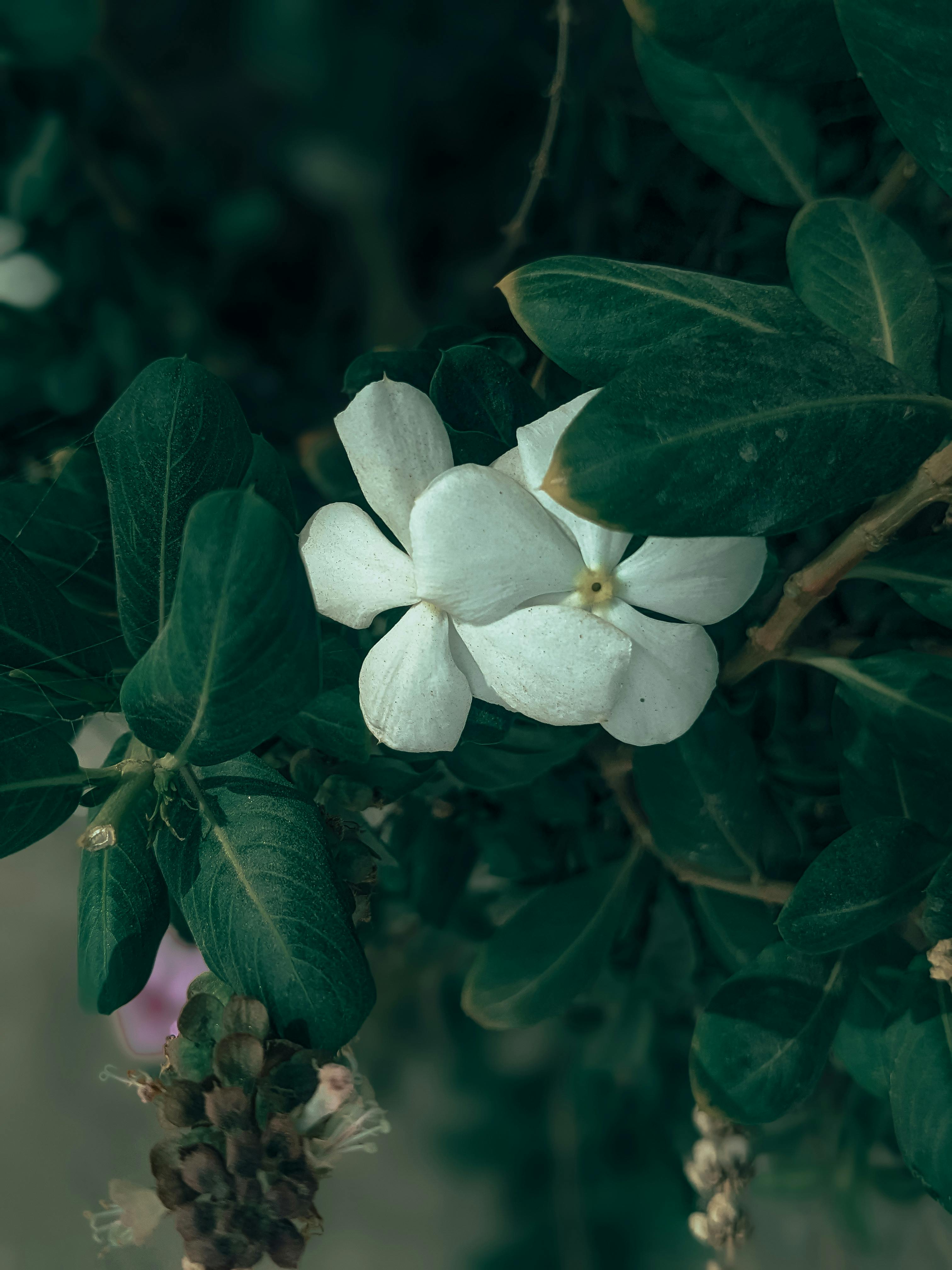 Muhammad Taha - Fotografía