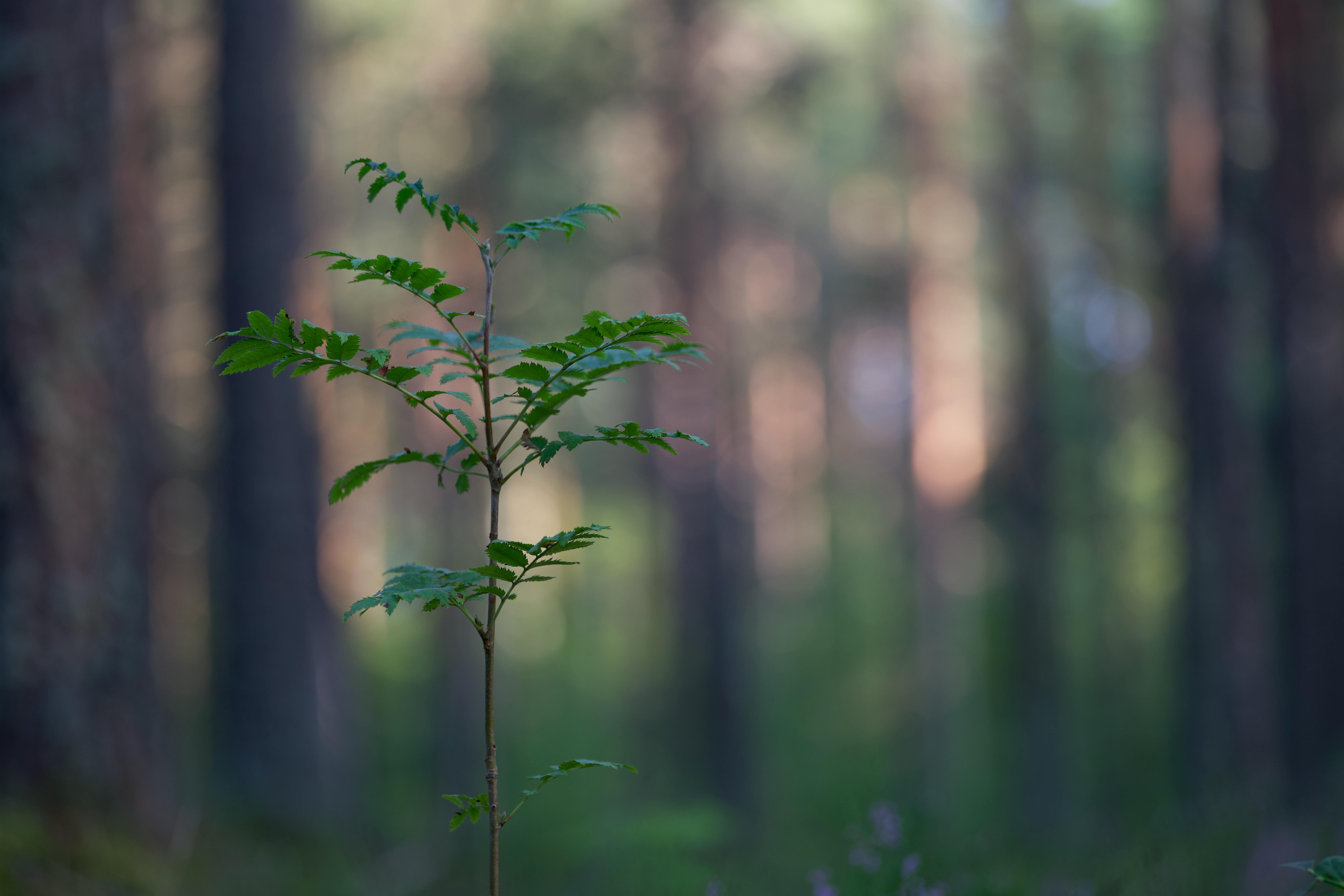 Green Plant in Forest · Free Stock Photo
