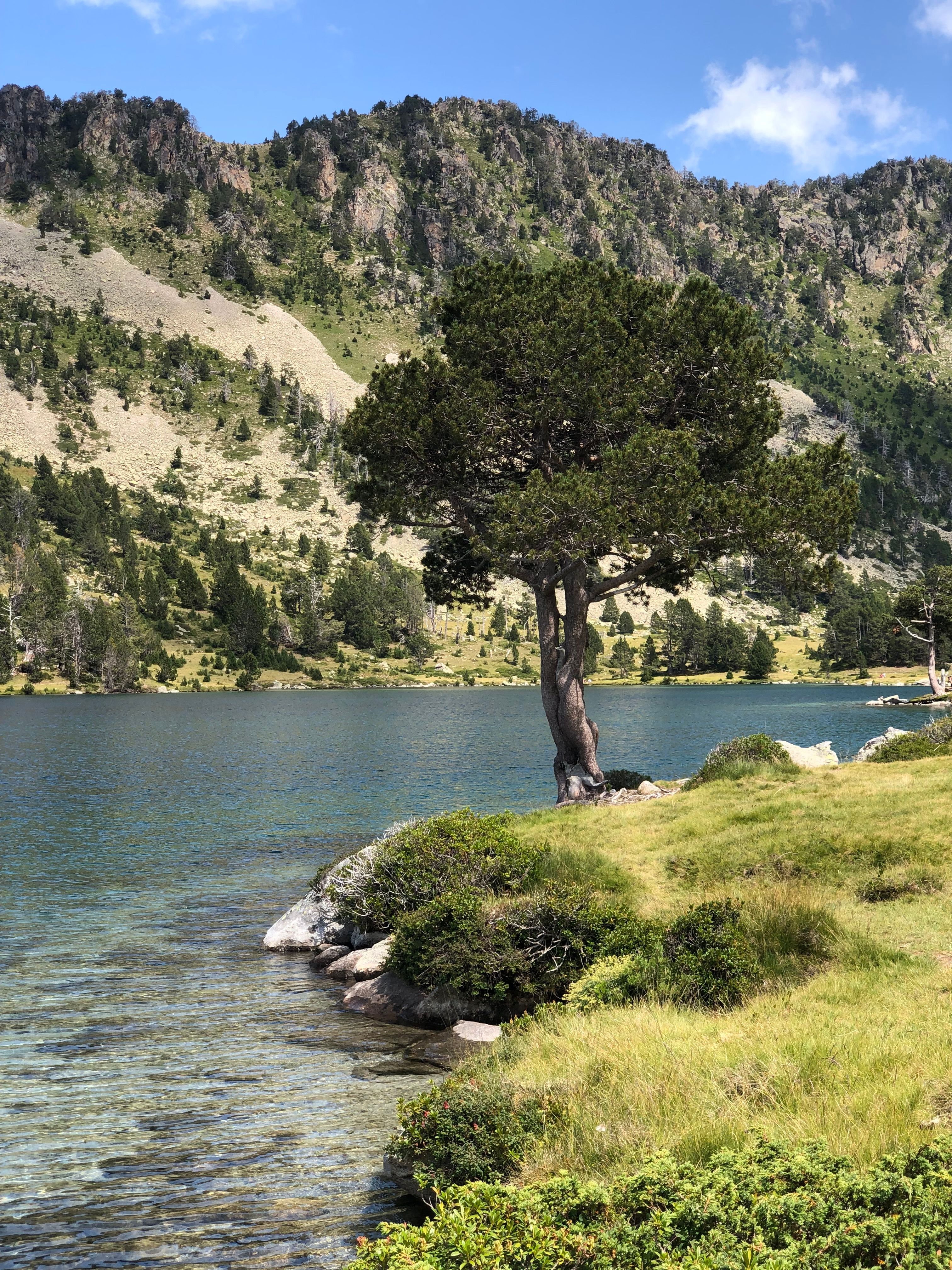Tree by Lakeside · Free Stock Photo
