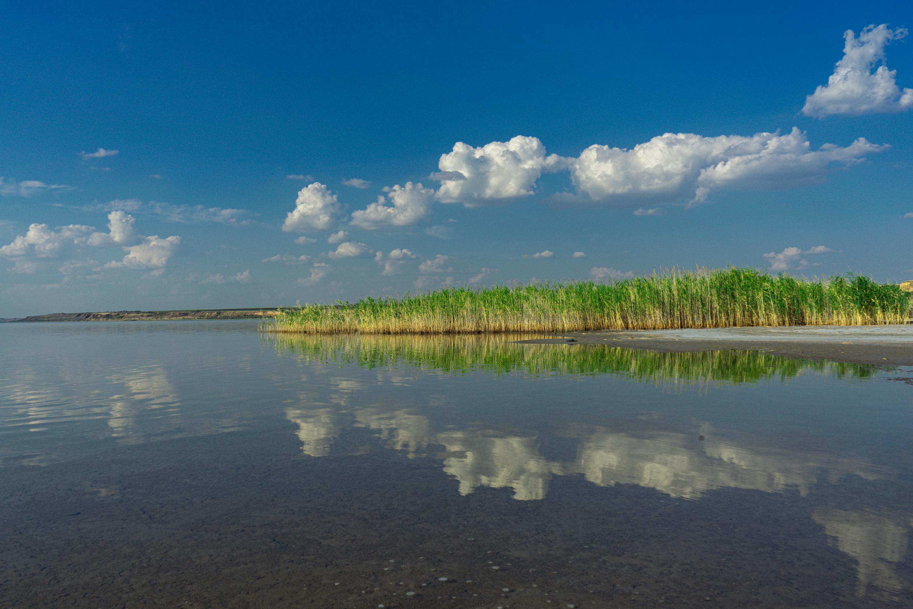 Lake and Rushes · Free Stock Photo