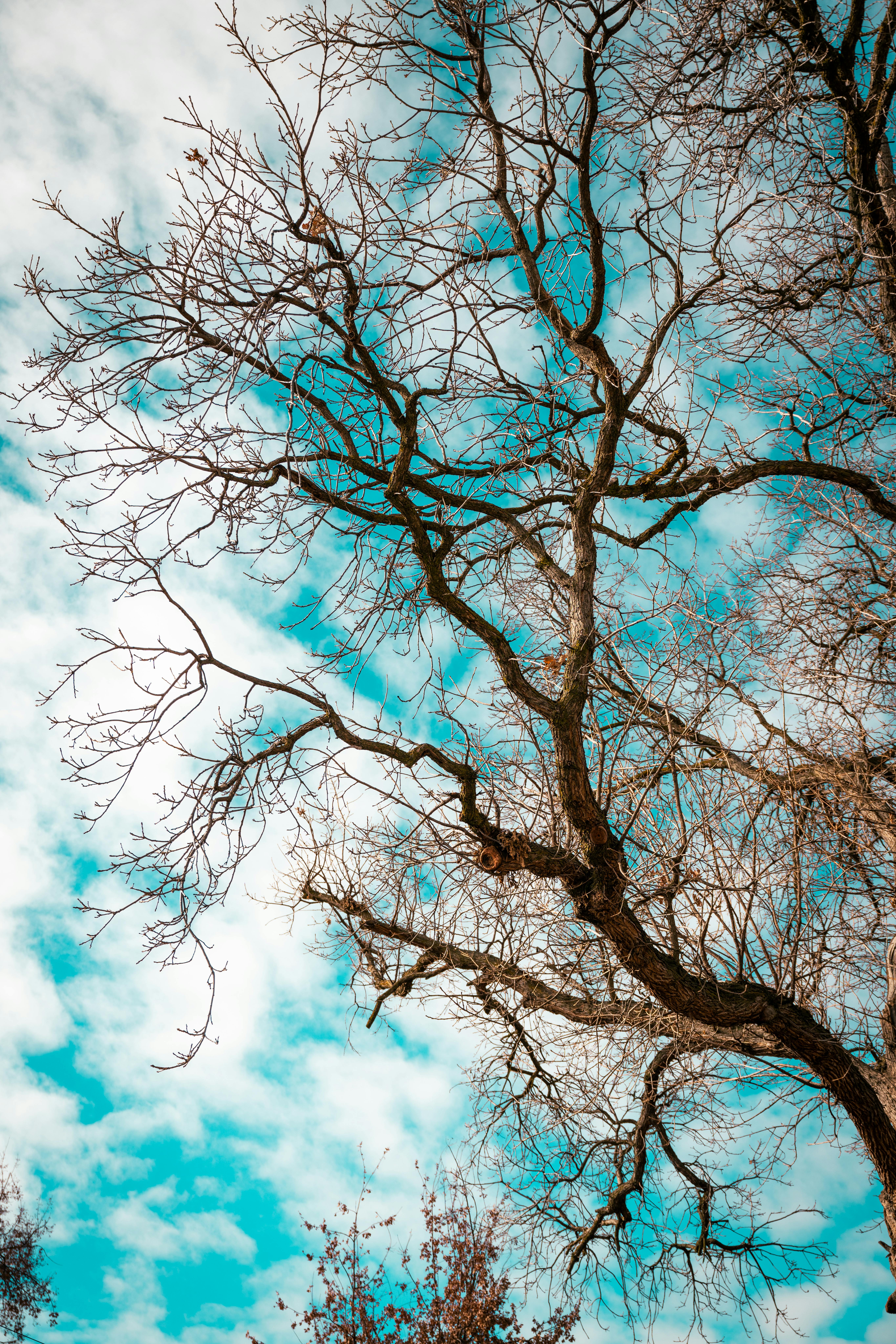 Tree Of Wisdom Photos, Download The BEST Free Tree Of Wisdom Stock ...