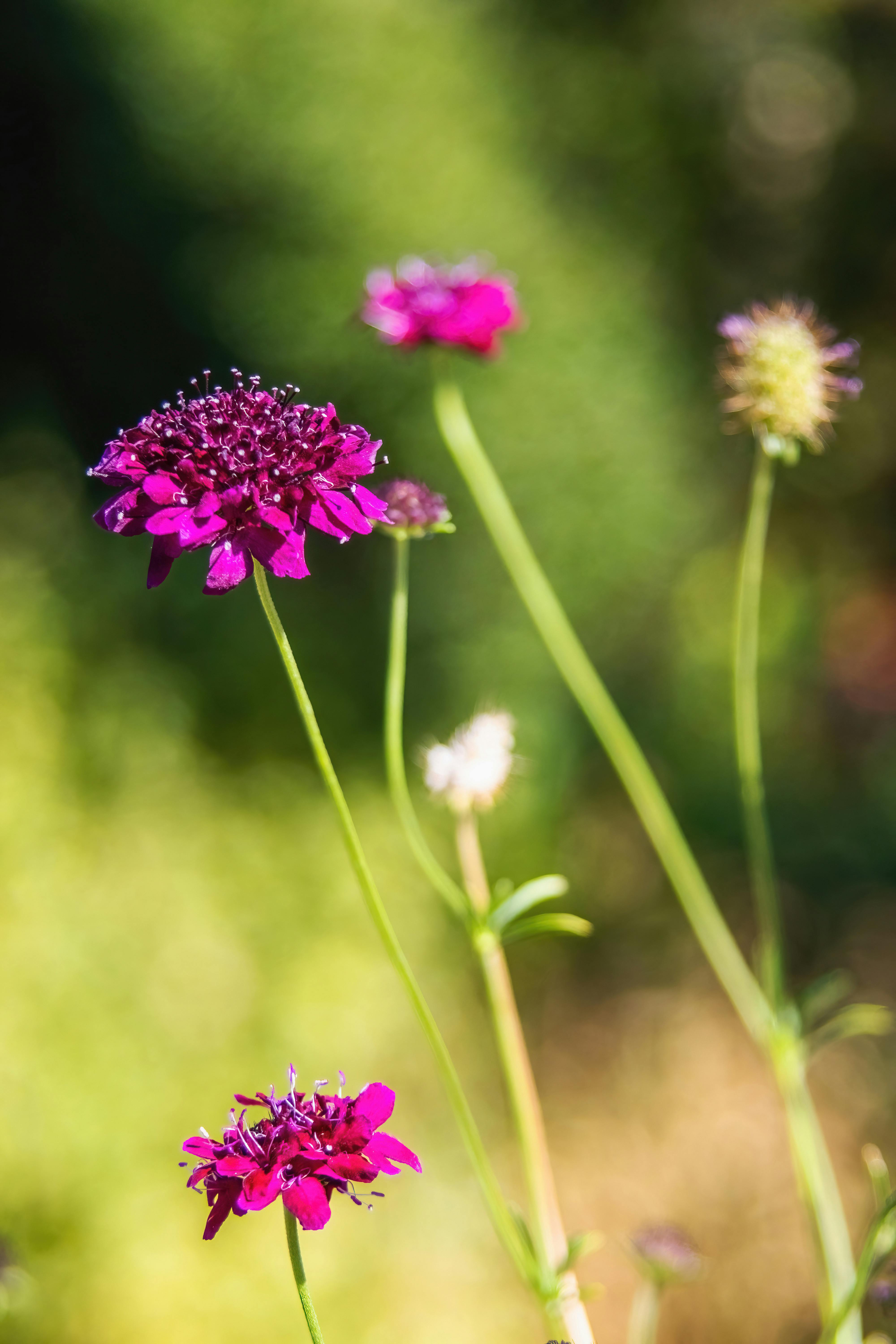 Flowers Purple Photos, Download The BEST Free Flowers Purple Stock ...