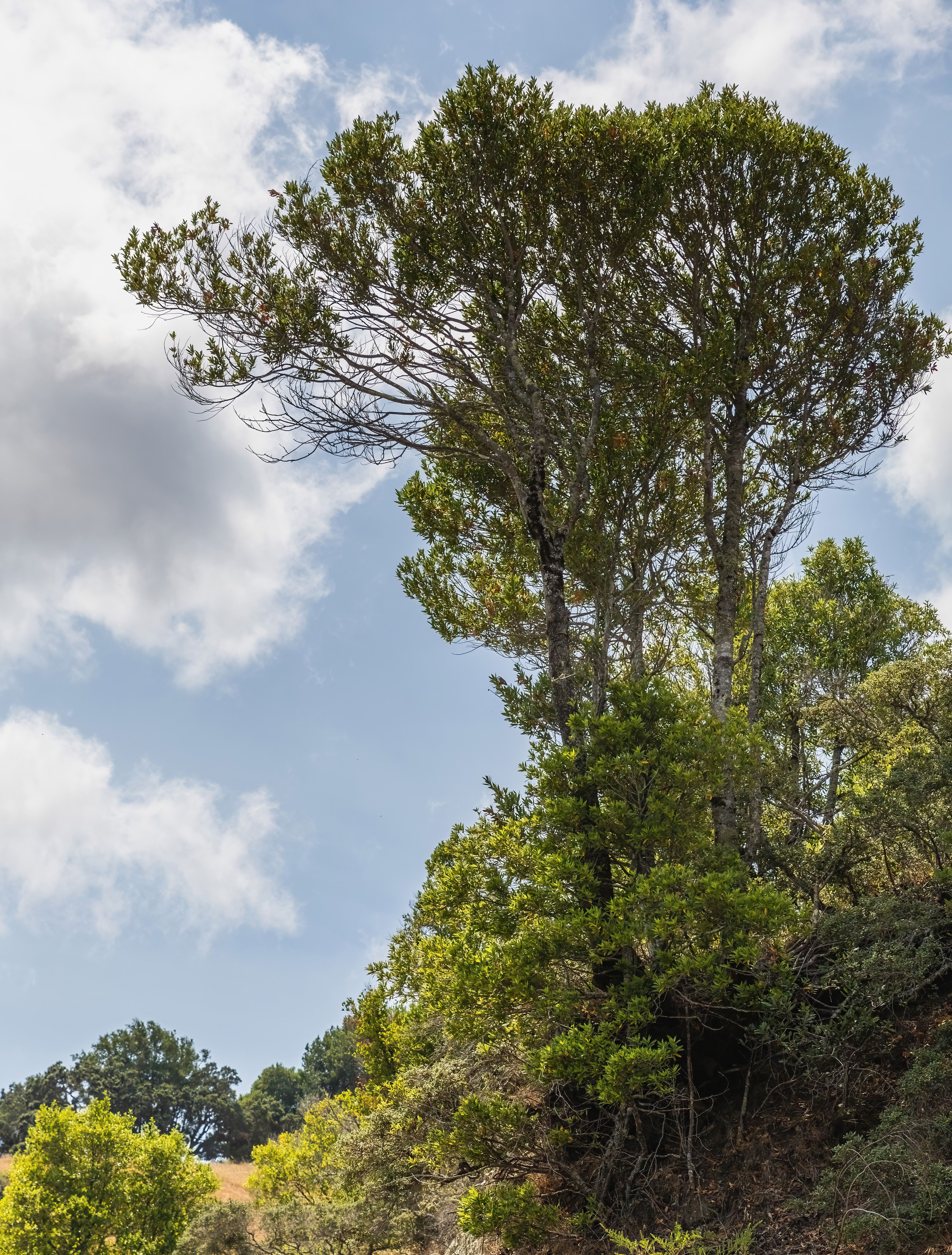 A Large Tree on a Cliff · Free Stock Photo