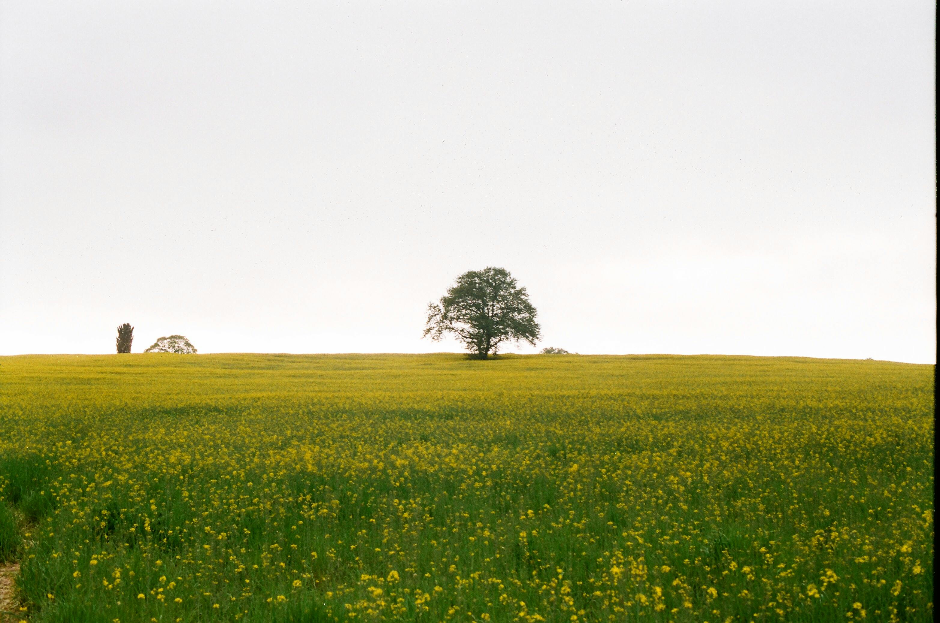 Panoramic View of Green Bushes · Free Stock Photo