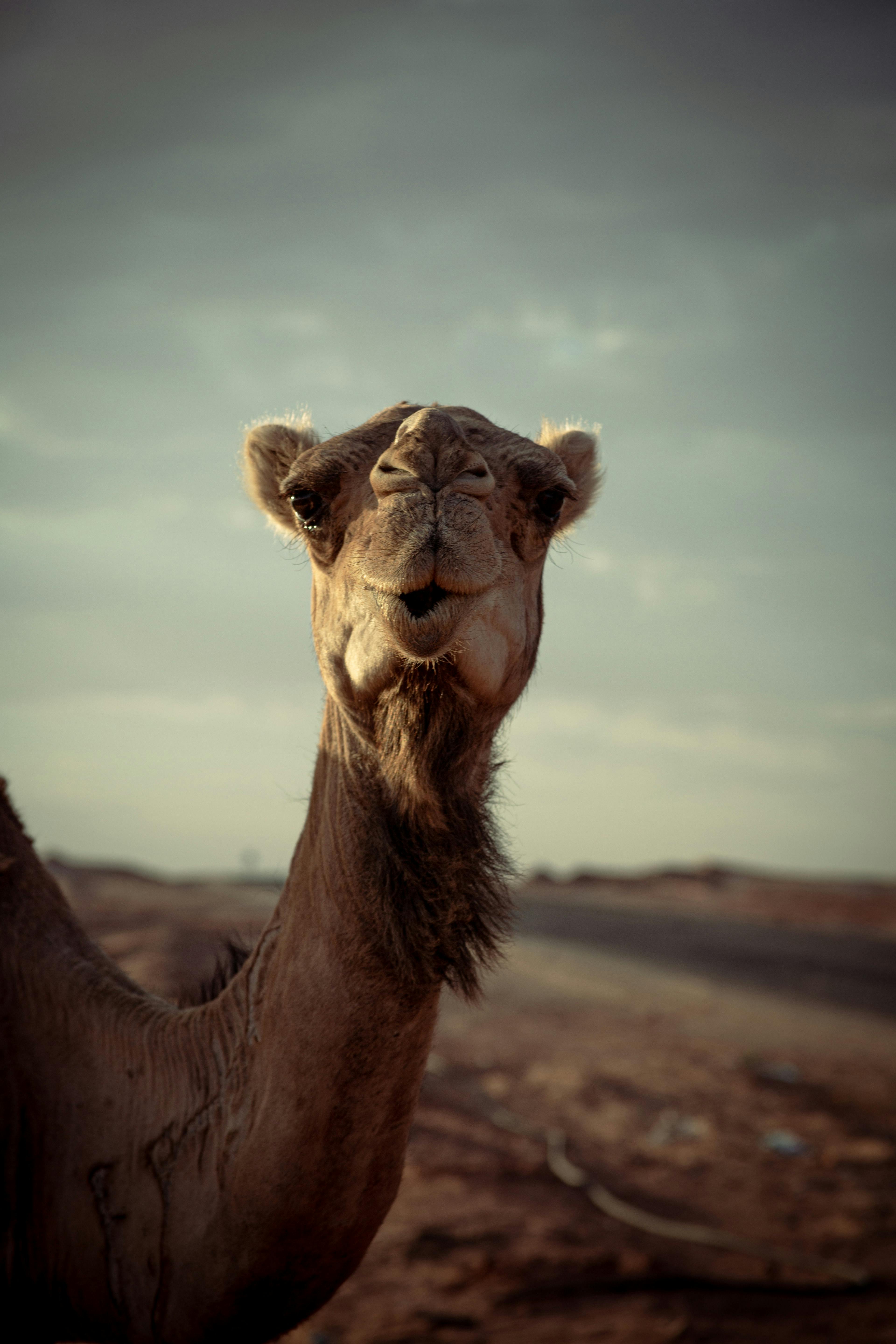Portrait of Camel · Free Stock Photo