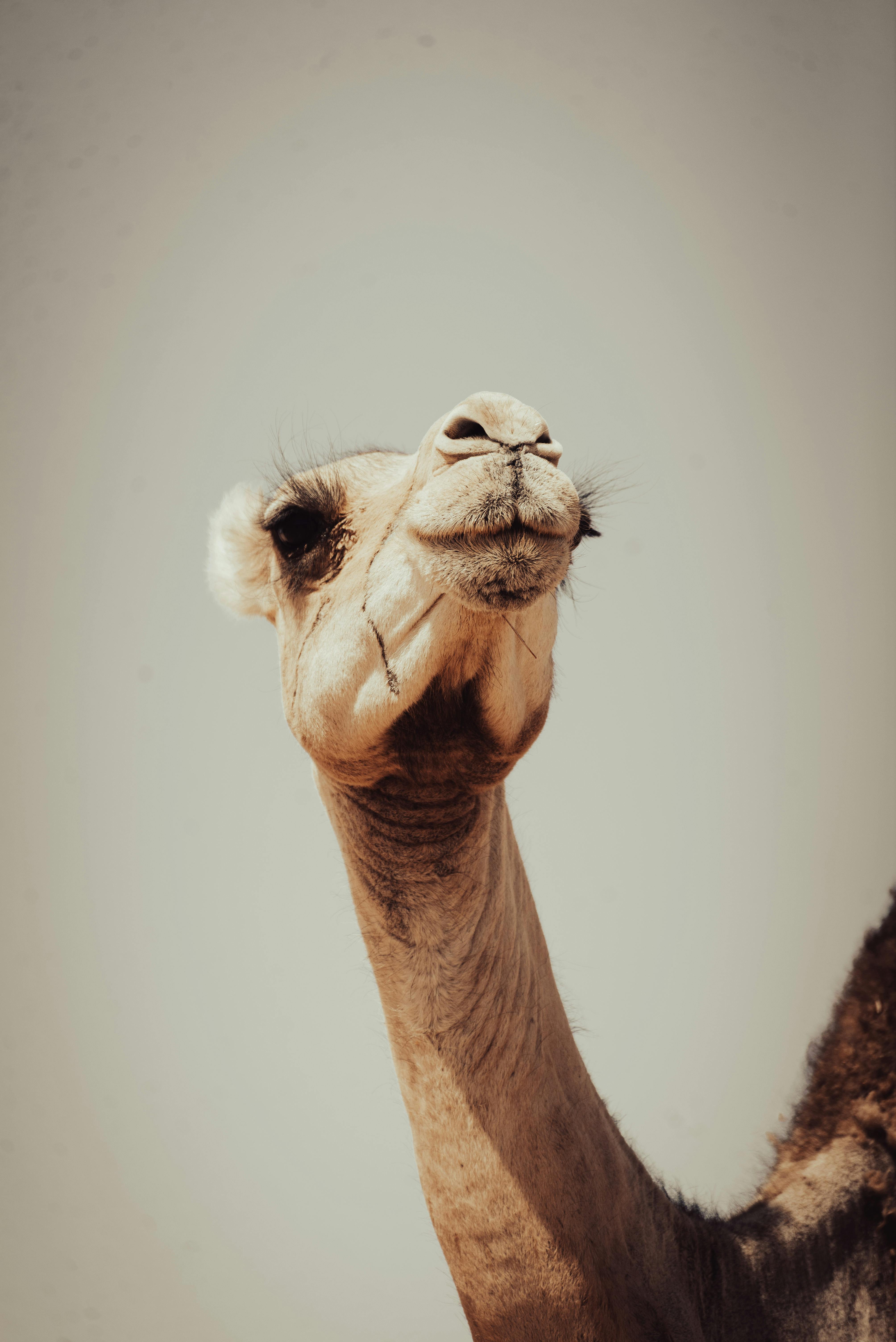 Portrait of Camel · Free Stock Photo