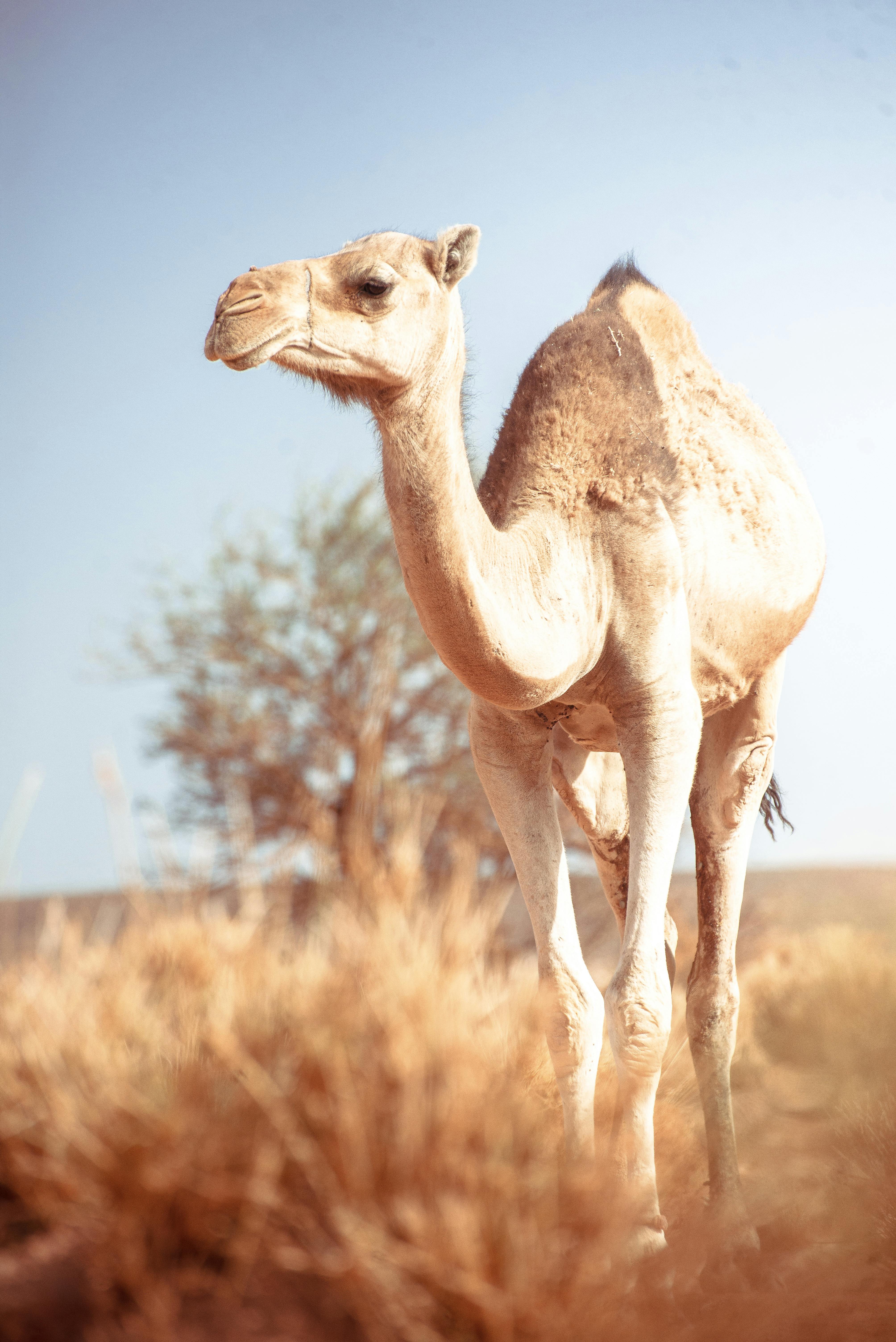Camel in Nature · Free Stock Photo