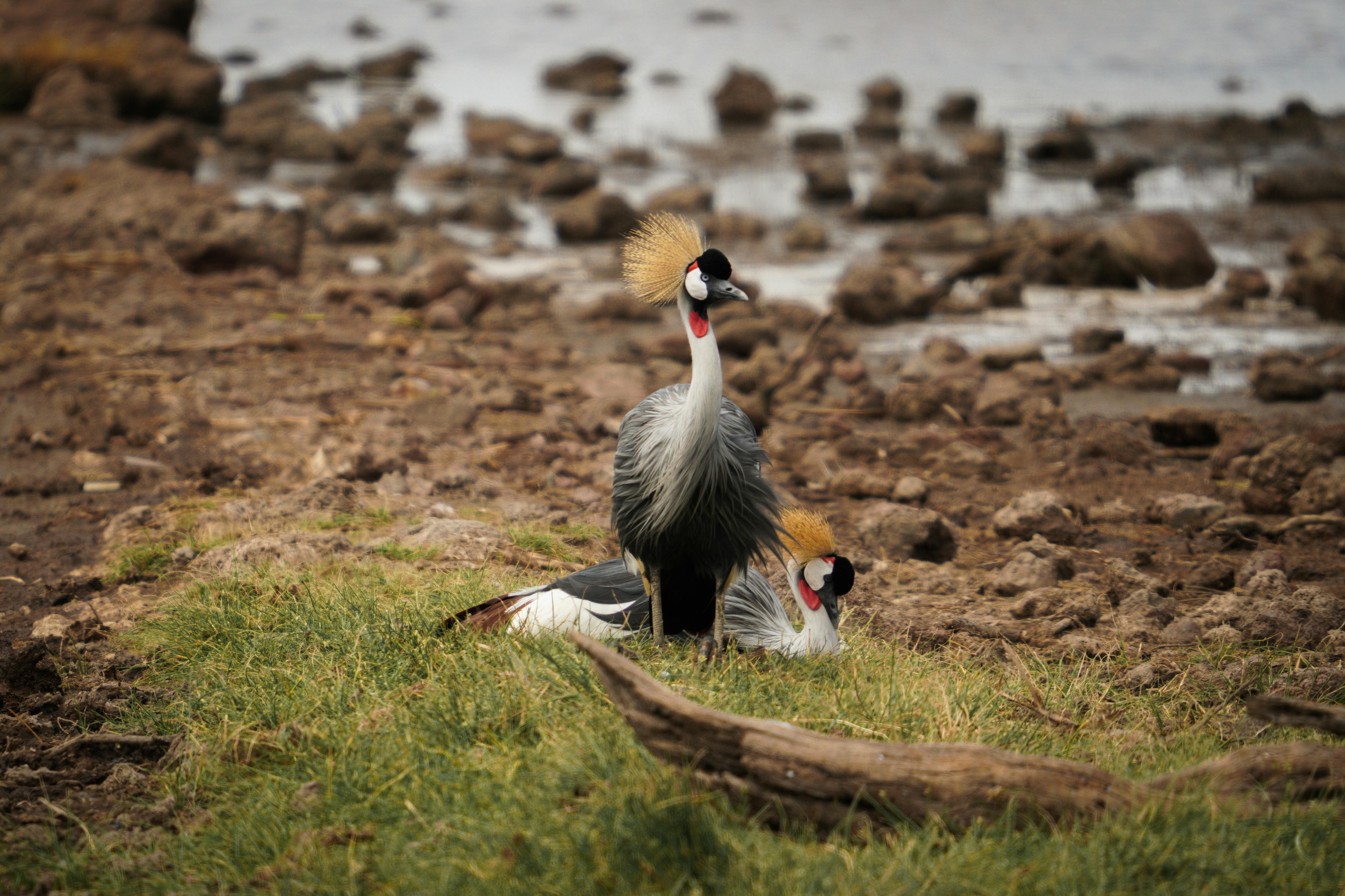 Buetyfull Birds Photos, Download The BEST Free Buetyfull Birds Stock ... Buetyfull Birds Photos, Download The BEST Free Buetyfull Birds Stock ...